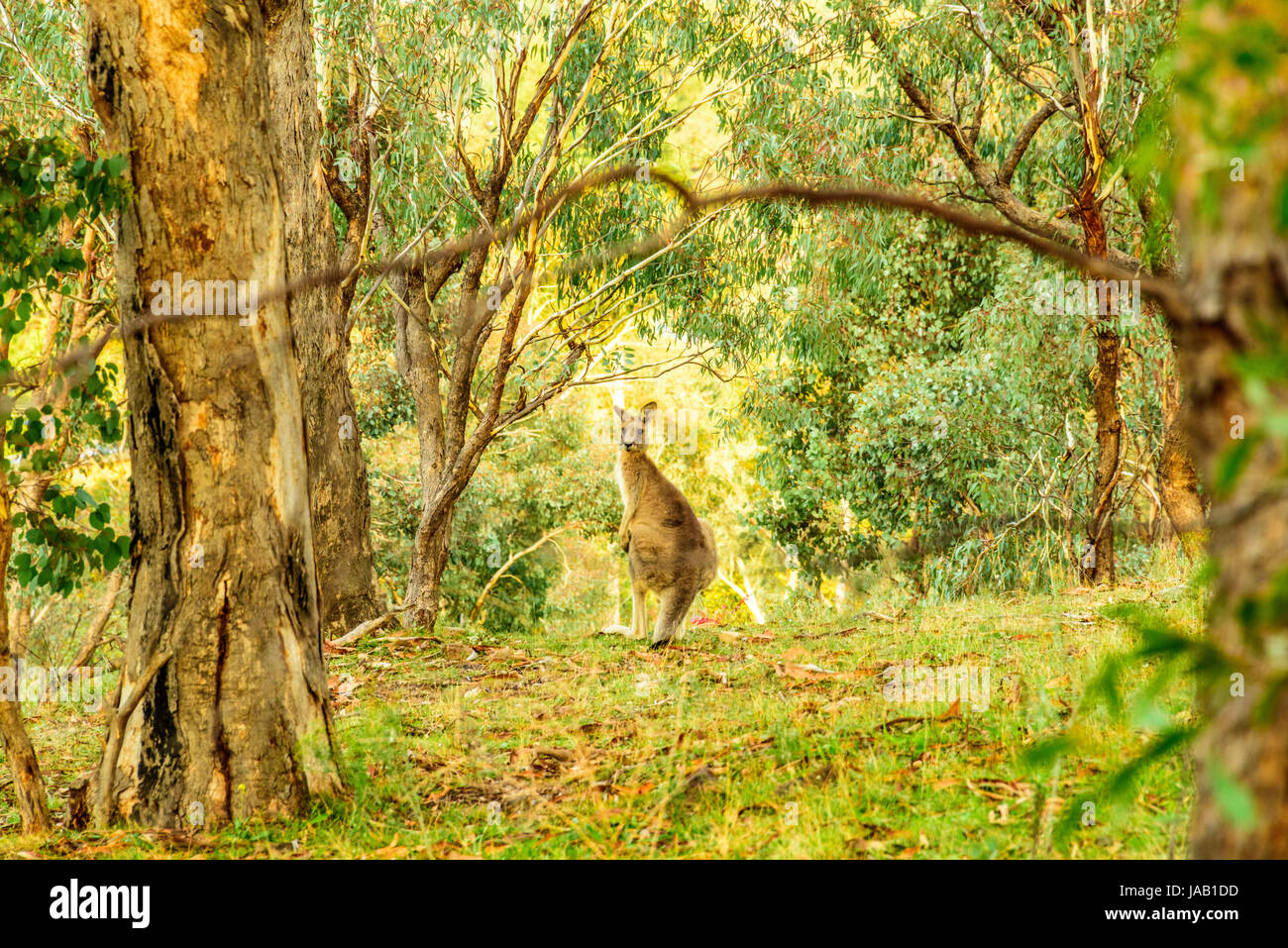 Iconic bush view of a grey kangaroo in its natural habitat - Mount ...