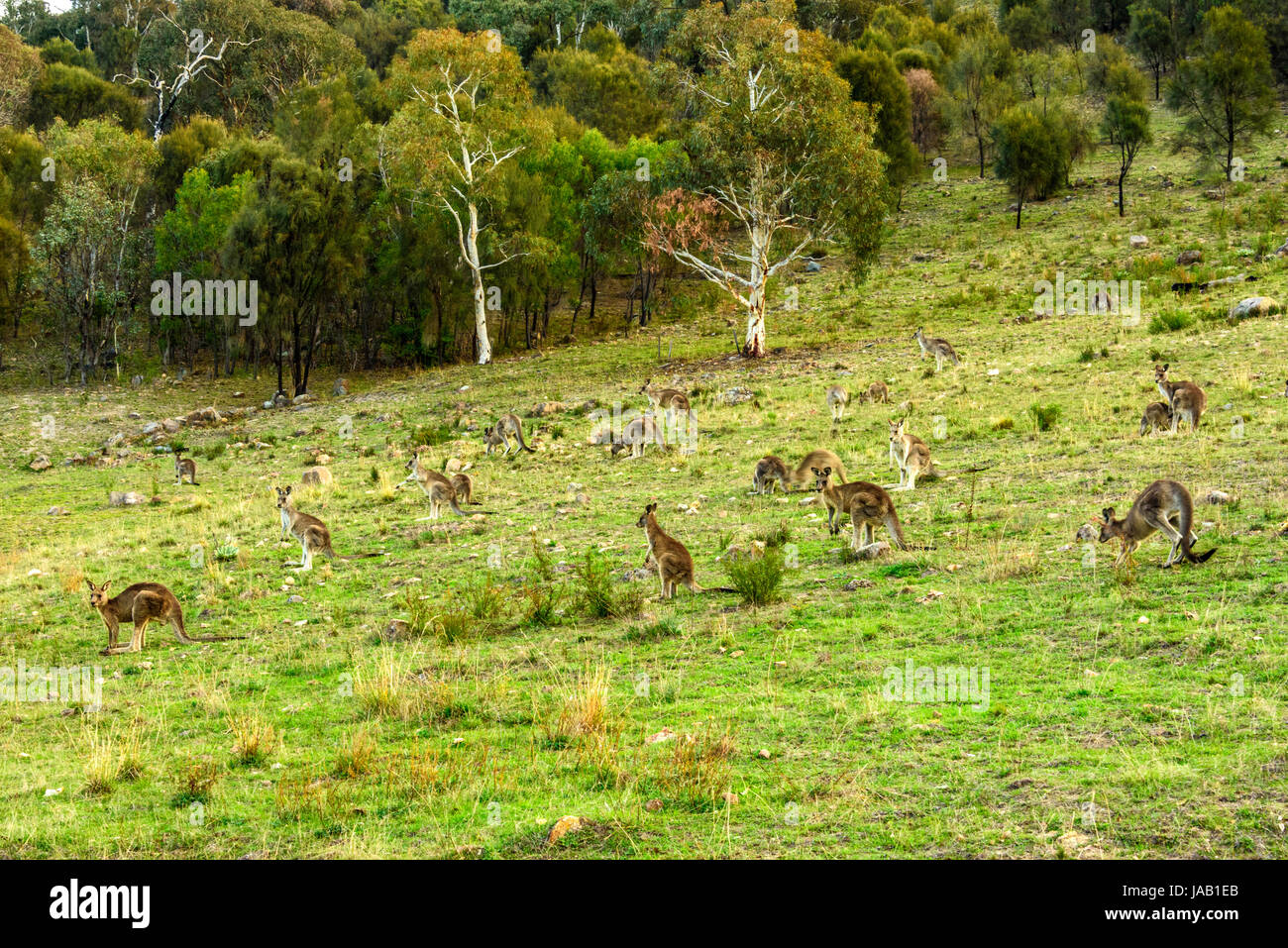 Kangaroos in their natural habitat - Mount Taylor ACT Stock Photo - Alamy