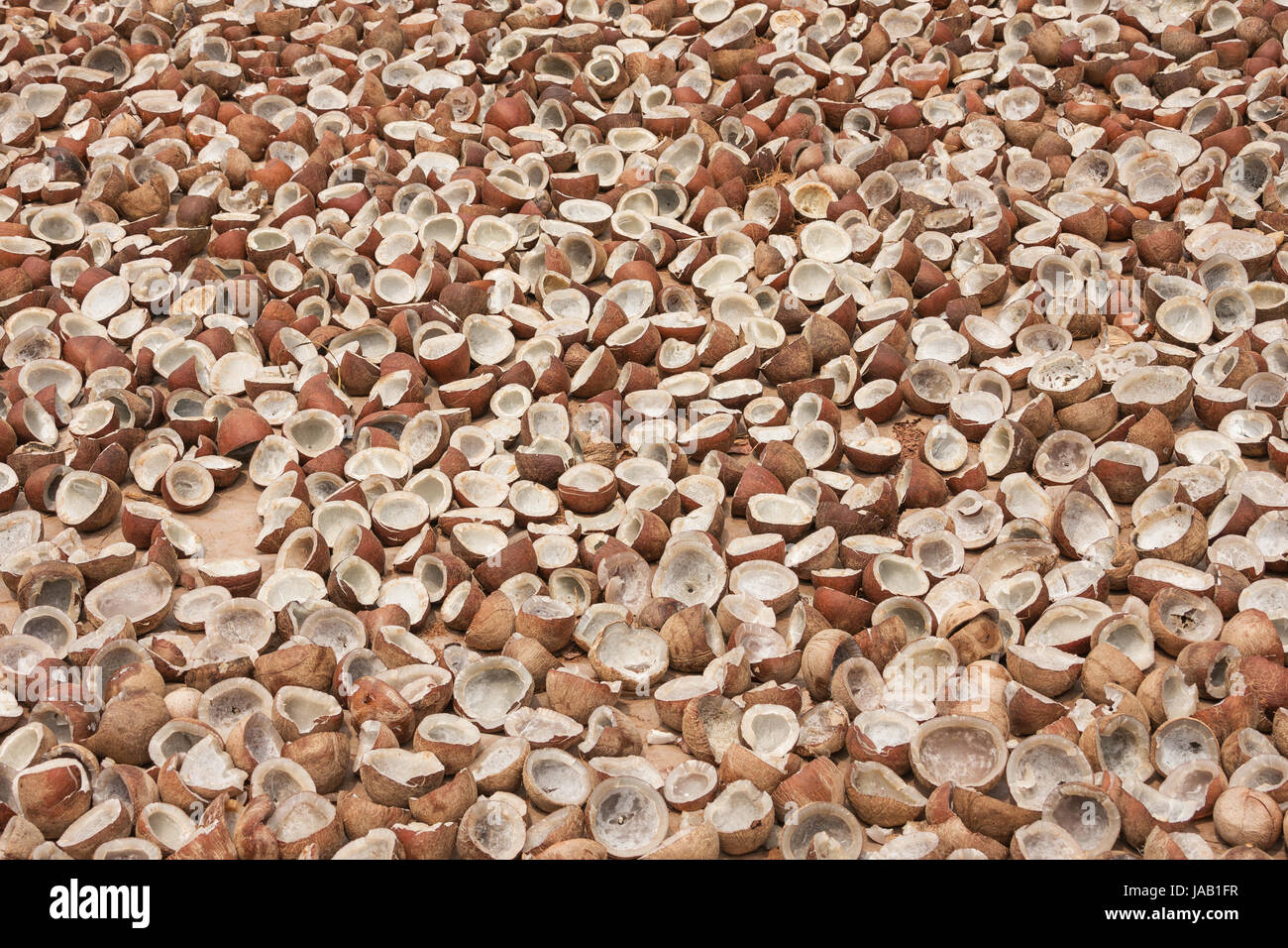 Broken coconuts drying in the sun to harvest the copra Stock Photo - Alamy