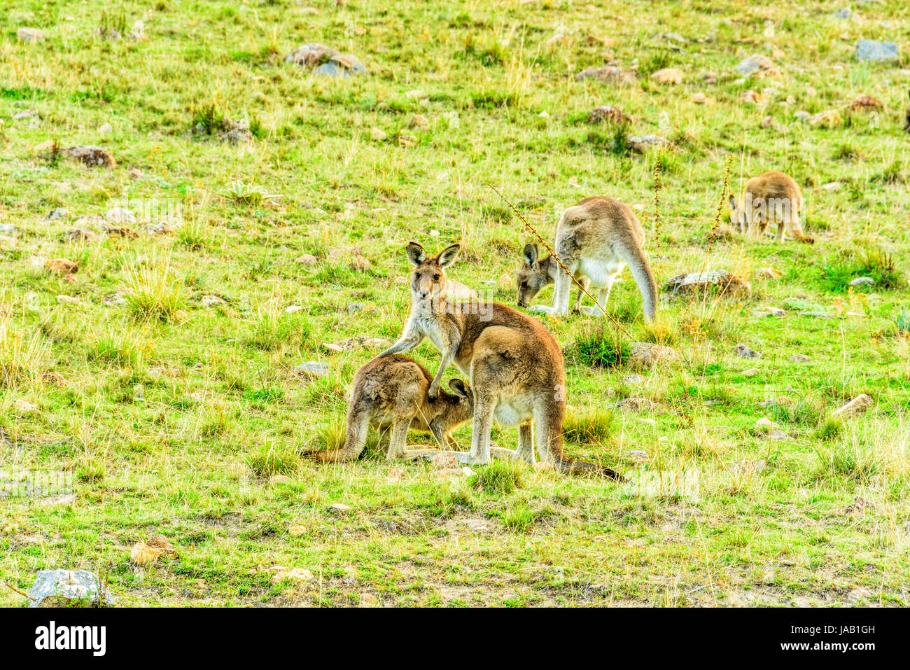 Kangaroos in their natural habitat - Mount Taylor ACT Stock Photo - Alamy