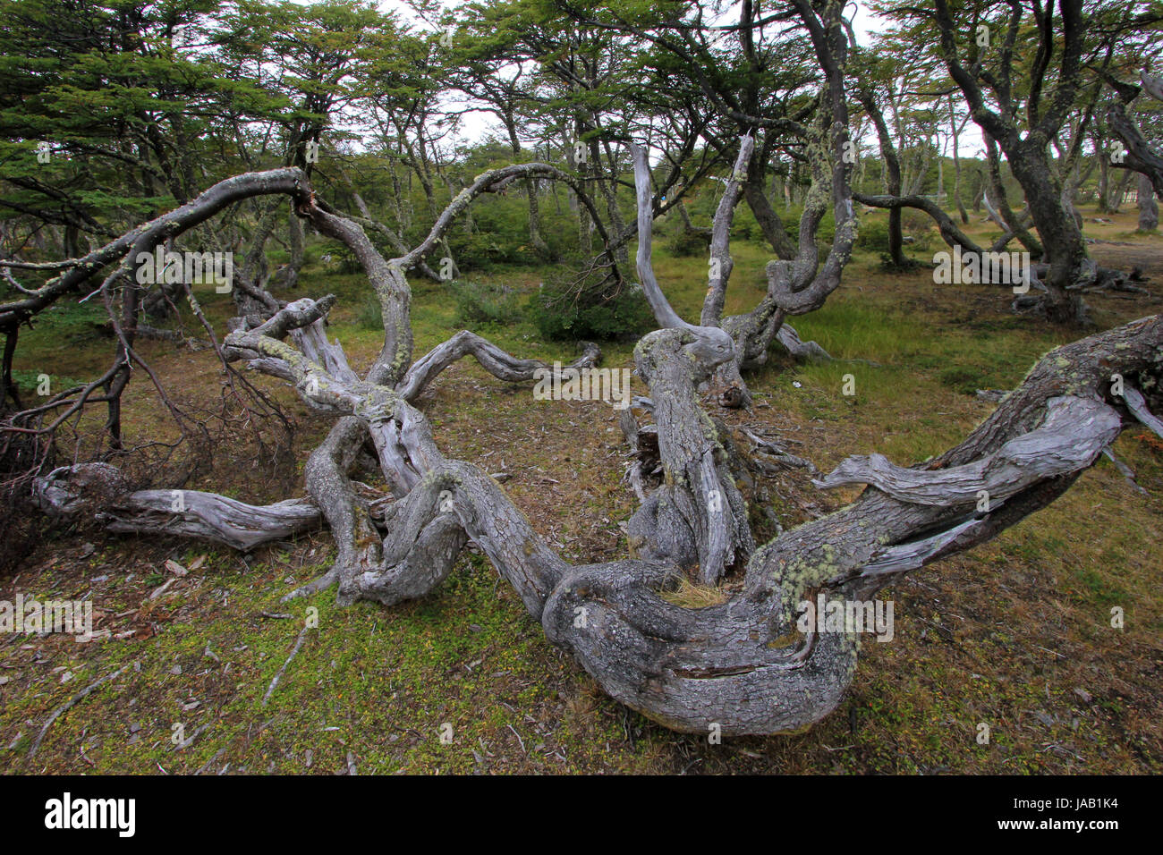 Lenga beech tree forest, Nothofagus Pumilio, Reserva Nacional Laguna ...