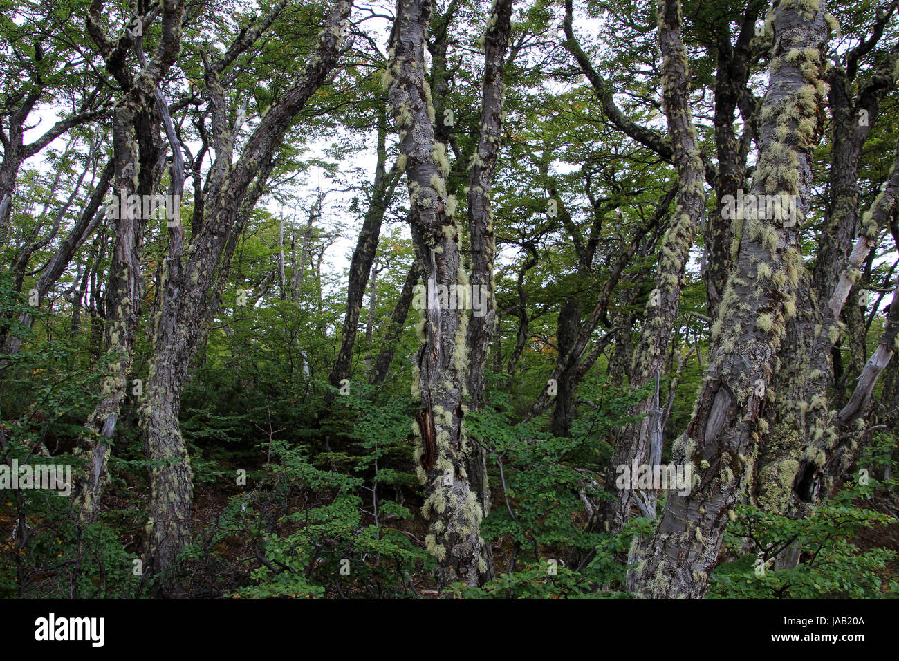Lenga beech tree forest, Nothofagus Pumilio, Reserva Nacional Laguna ...