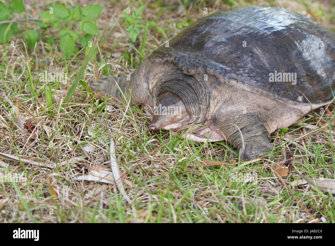 Florida Softshell Turtle basking in sun Stock Photo - Alamy