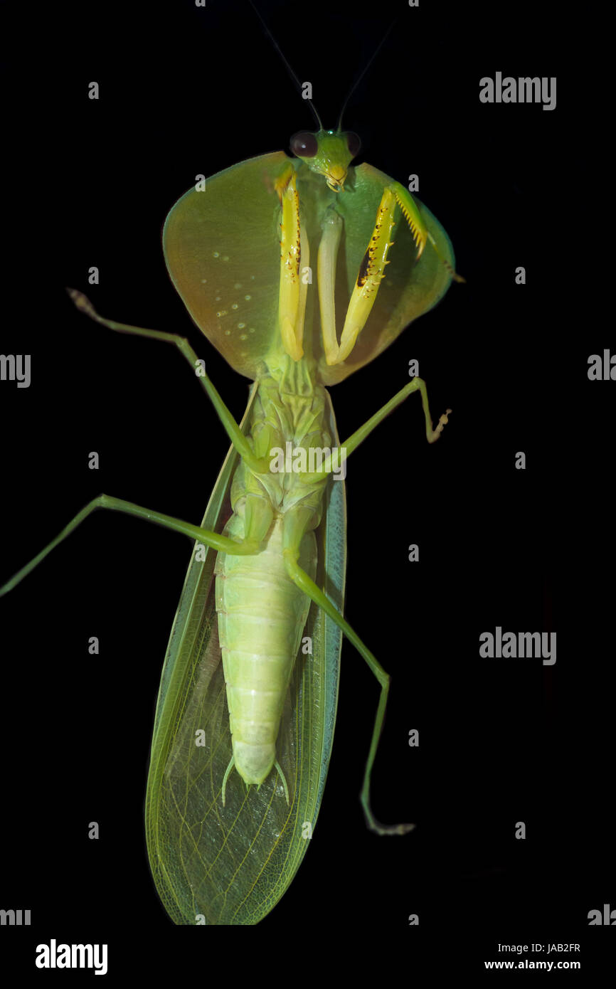Hooded mantis hi-res stock photography and images - Alamy