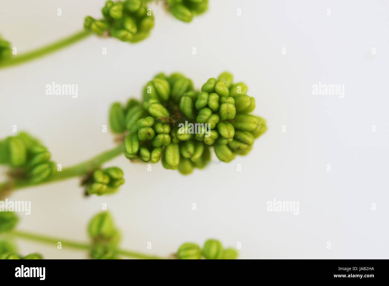 Men's Staminate flowers in blossoming Oak Quercus macro close up Stock ...