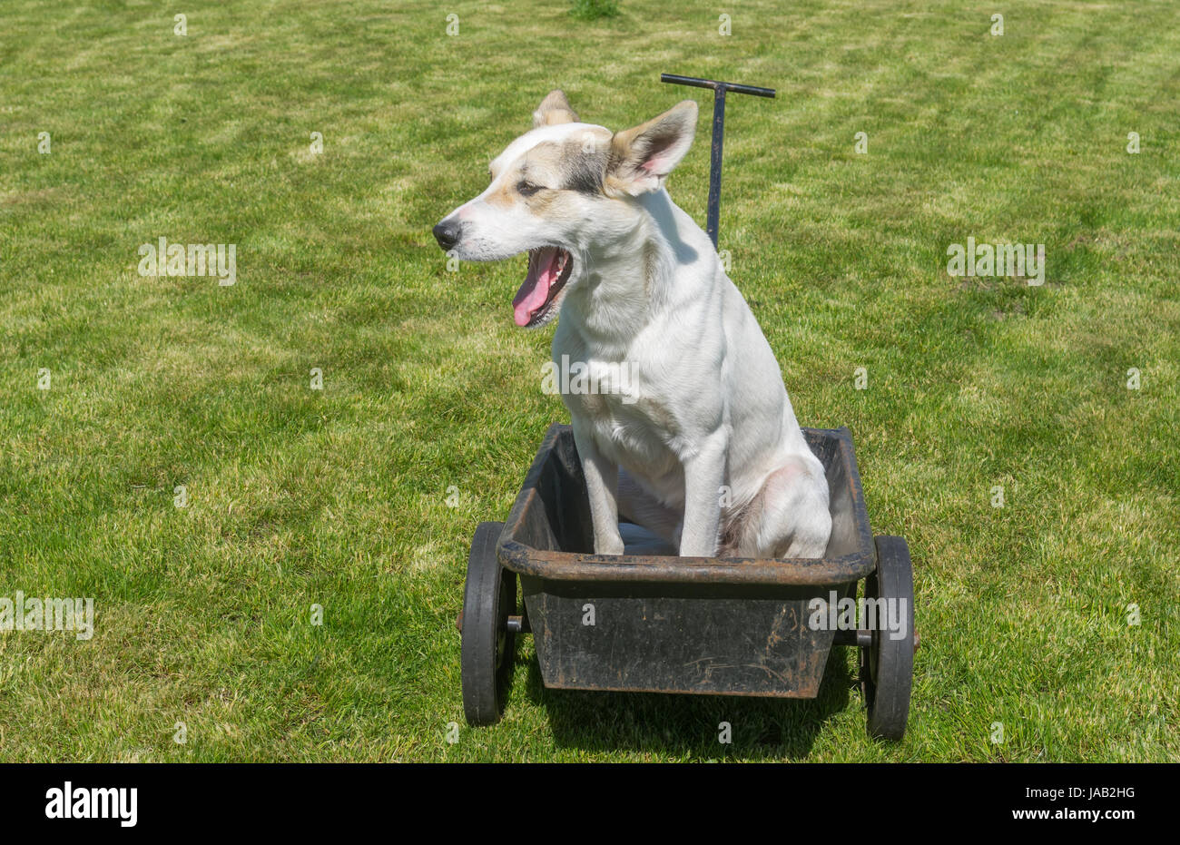 Young mixed breed white male dog waiting till master would drive this ...