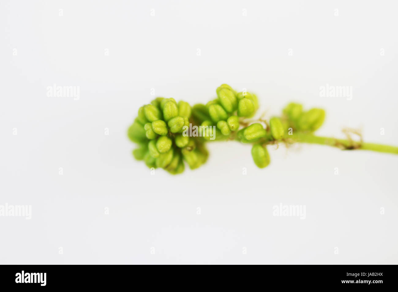 Staminate flowers hi-res stock photography and images - Alamy