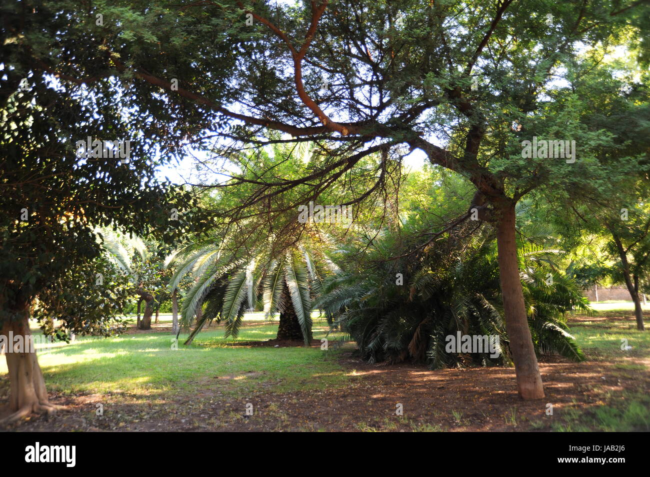 tree, trees, green, spain, lawn, tree, trees, green, spain, blossoms ...