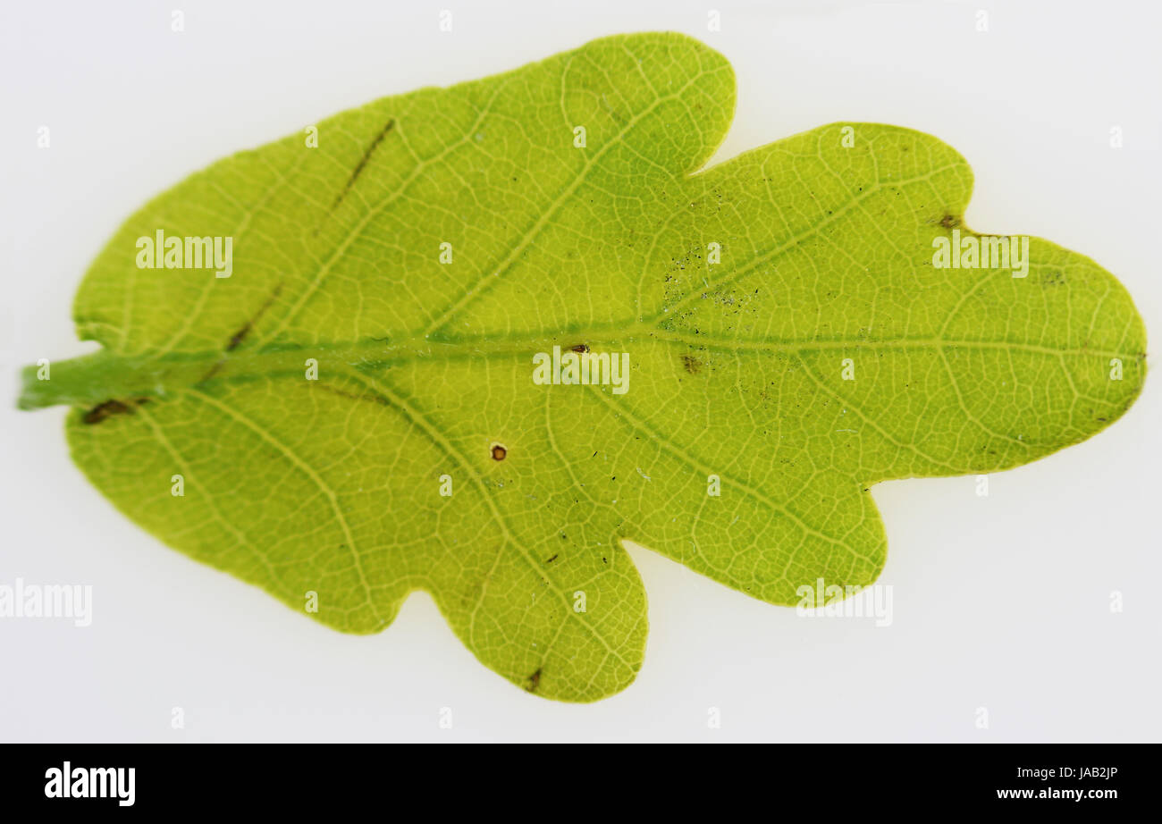Young leaf Oak Quercus macro close up in spring on white background ...