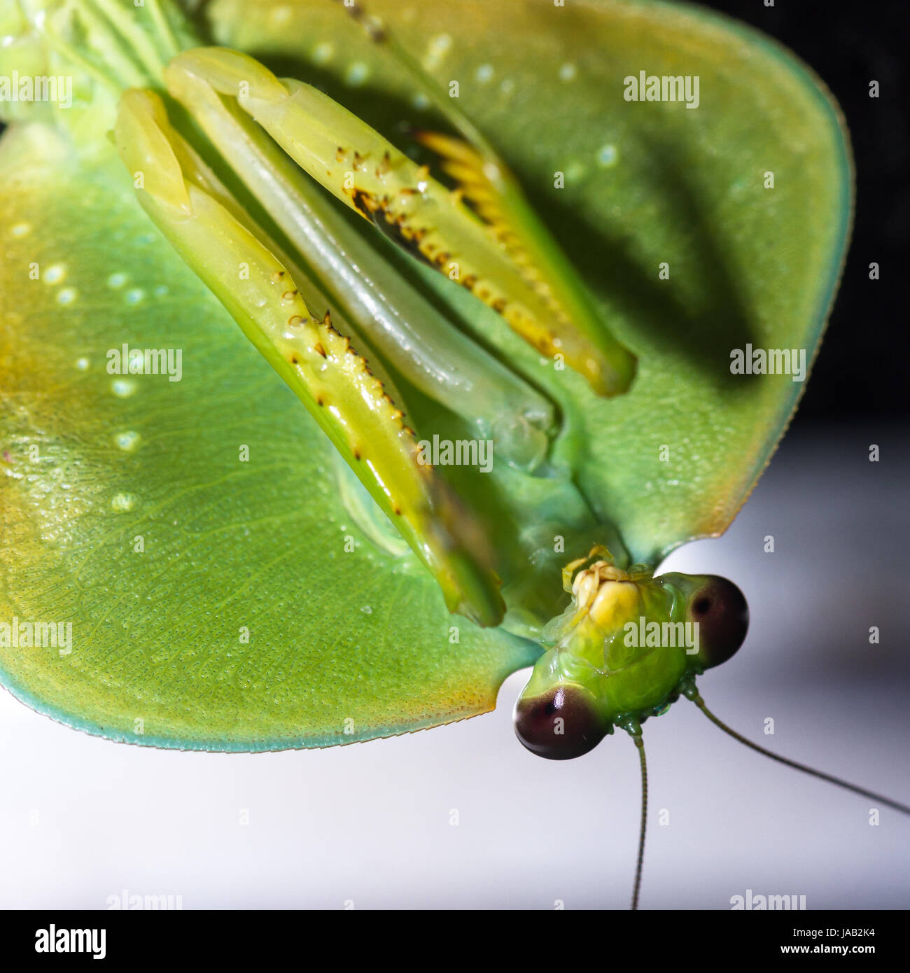 close up of a hooded mantis thru a glass window with the darkness of ...