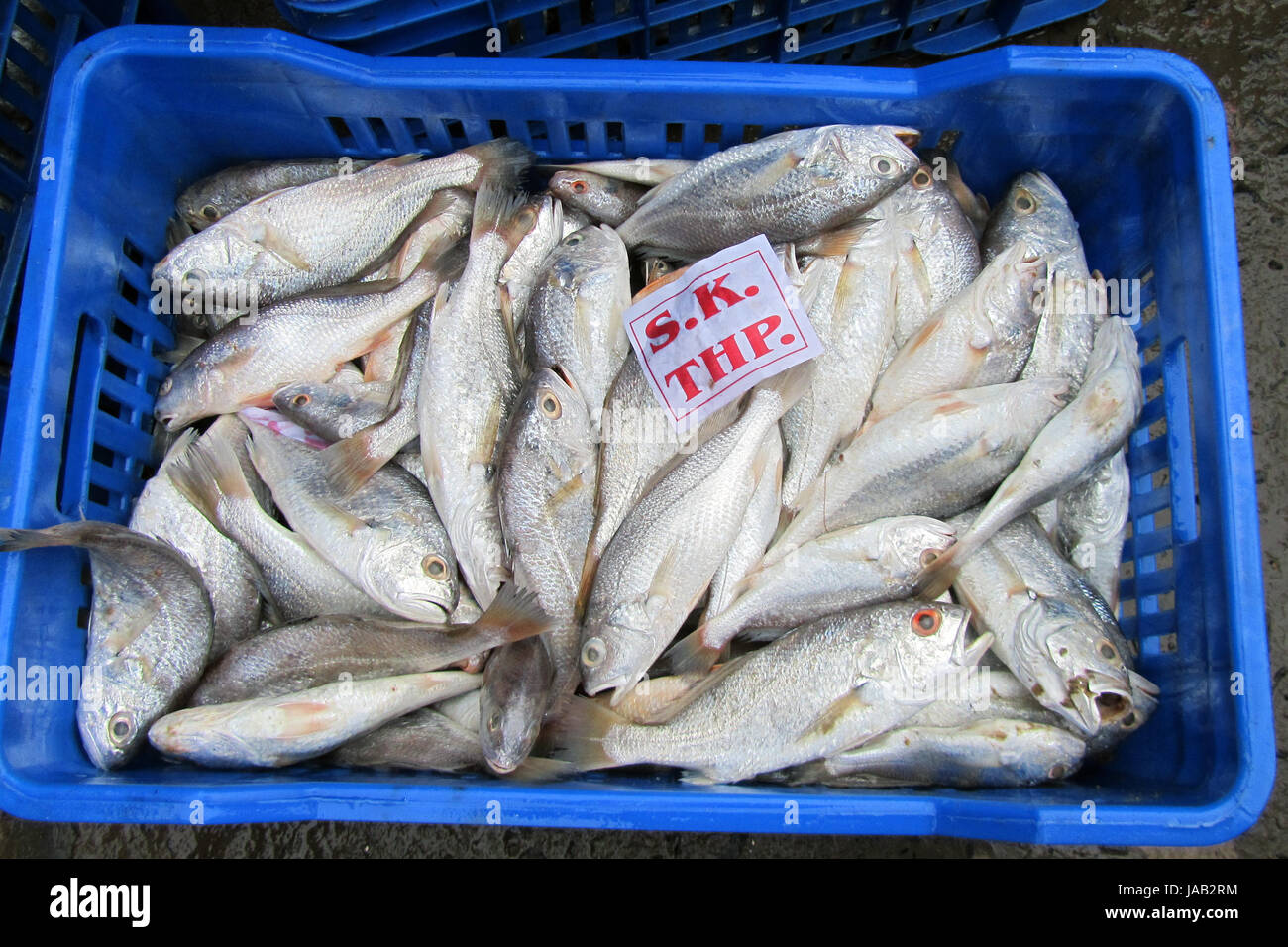 Fish at market. Crowded fish on fish market Stock Photo - Alamy