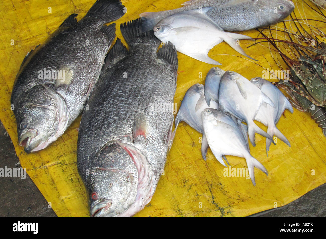 Sea fish. Fishes are selling at market, Digha, west Bengal in India ...