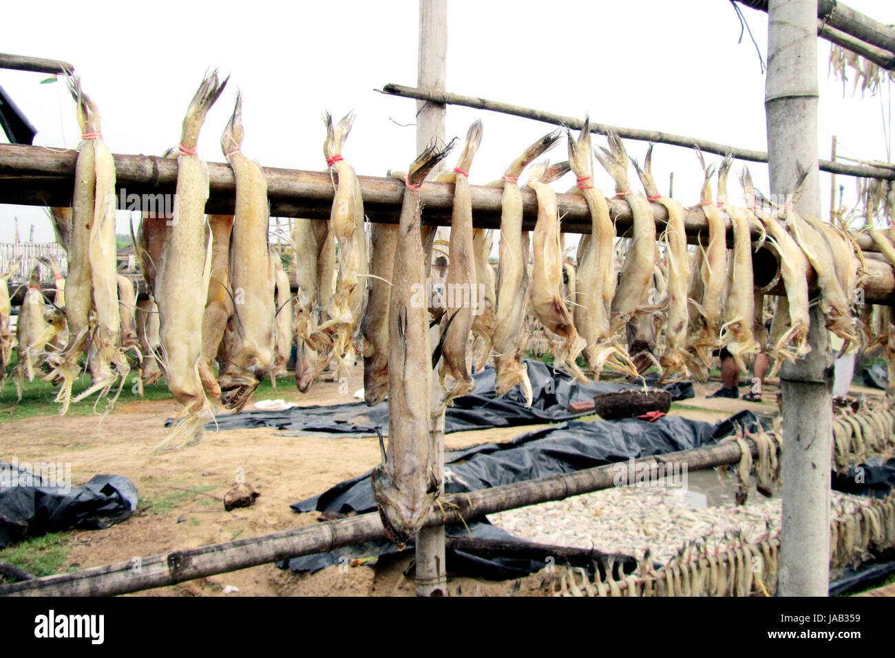 Fish drying on wooden construction Stock Photo - Alamy