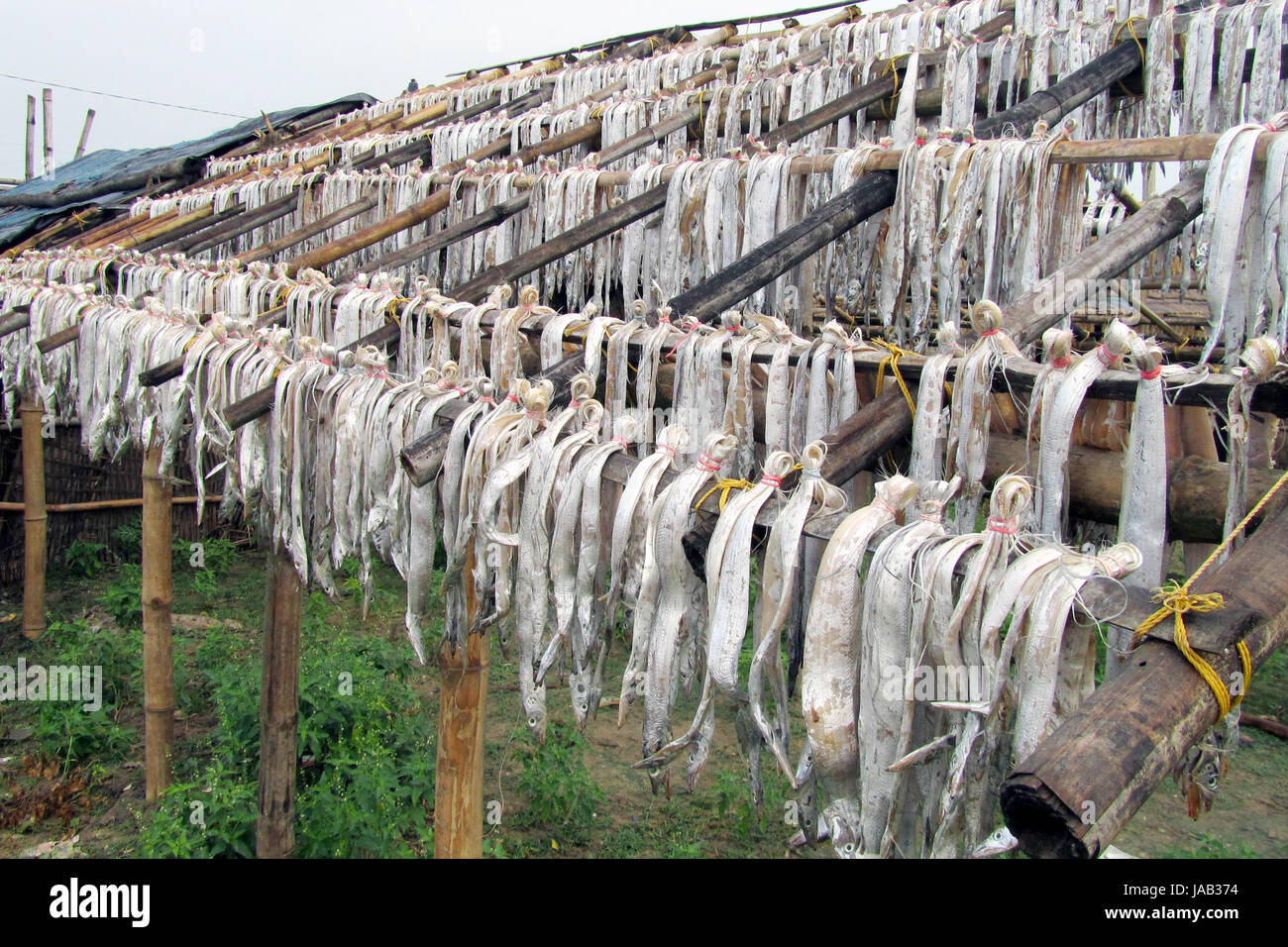 Fish drying on wooden construction Stock Photo - Alamy