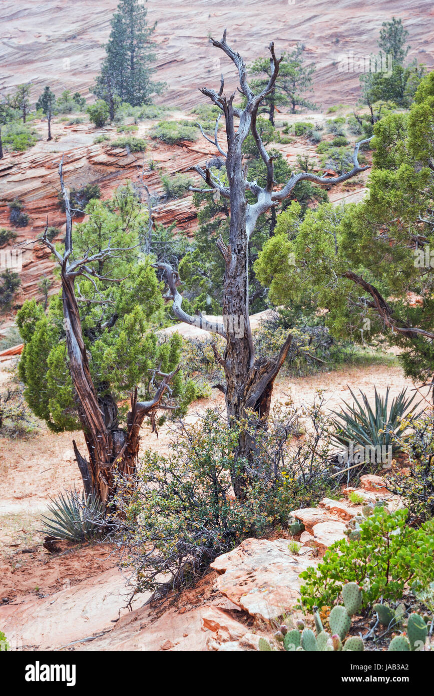 Landscape with withered trees, Zion National Park, Southern Utah, USA ...