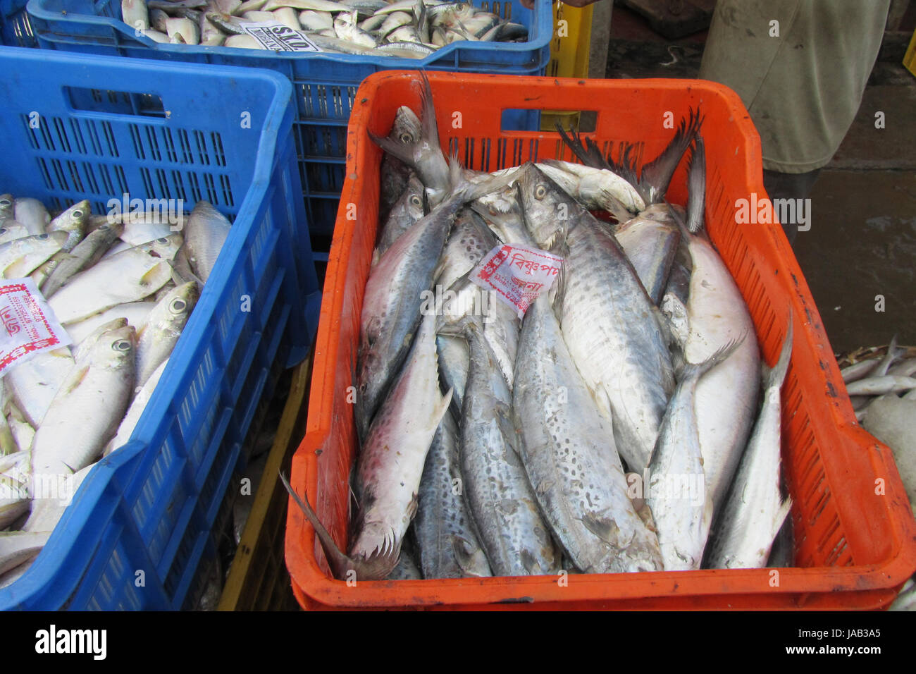 Fish at market. Crowded fish on fish market Stock Photo - Alamy