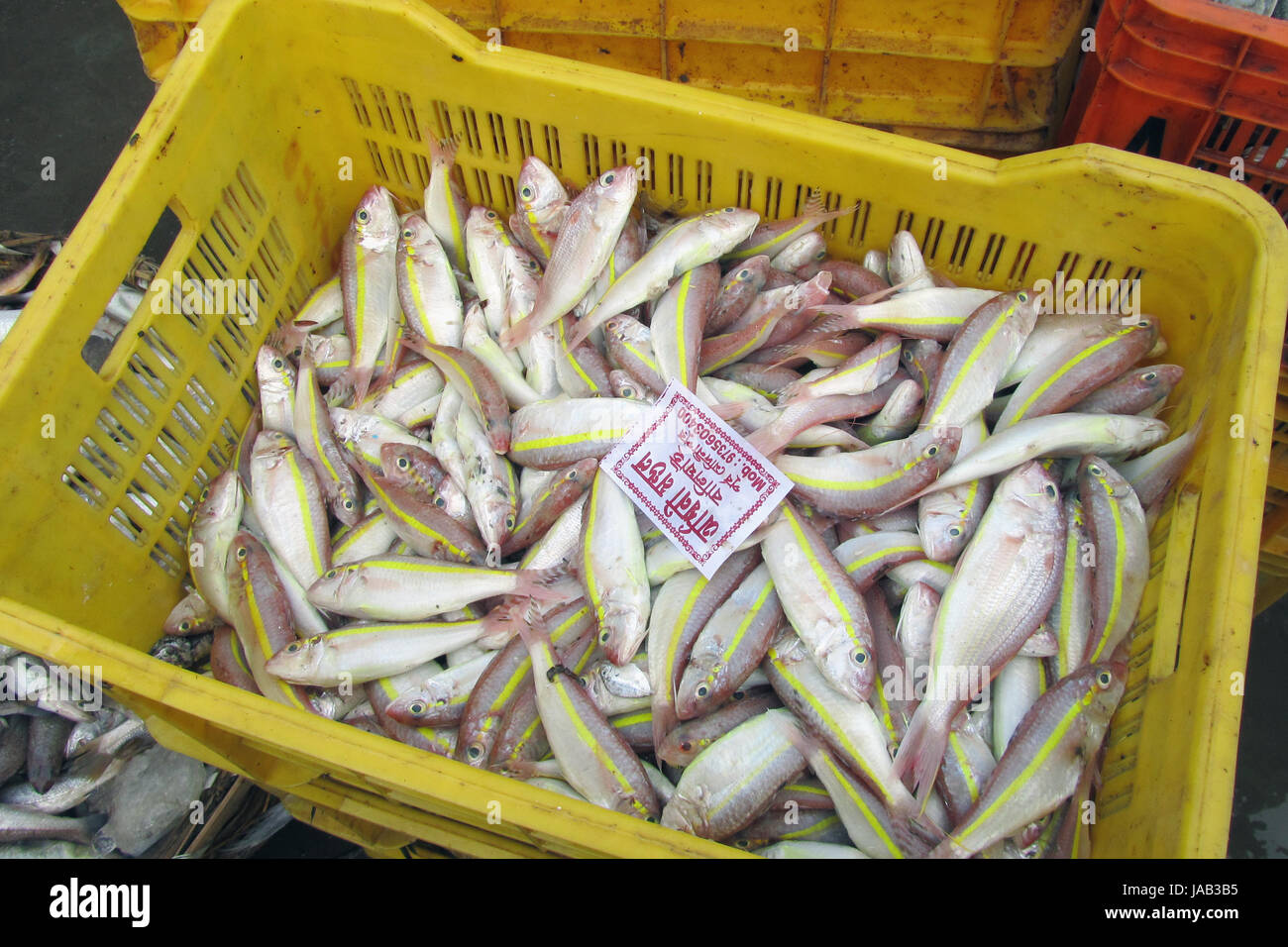 Fish at market. Crowded fish on fish market Stock Photo - Alamy