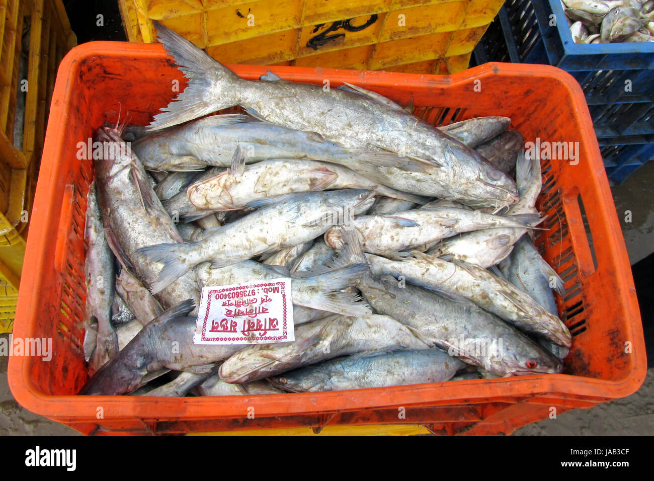 Fish at market. Crowded fish on fish market Stock Photo - Alamy