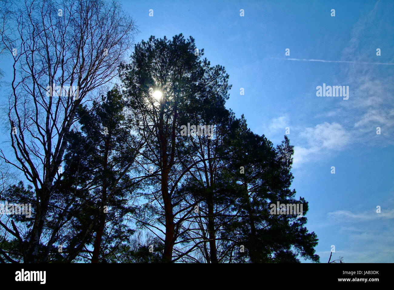 the sun in the branches of a tree in spring on blue sky background ...