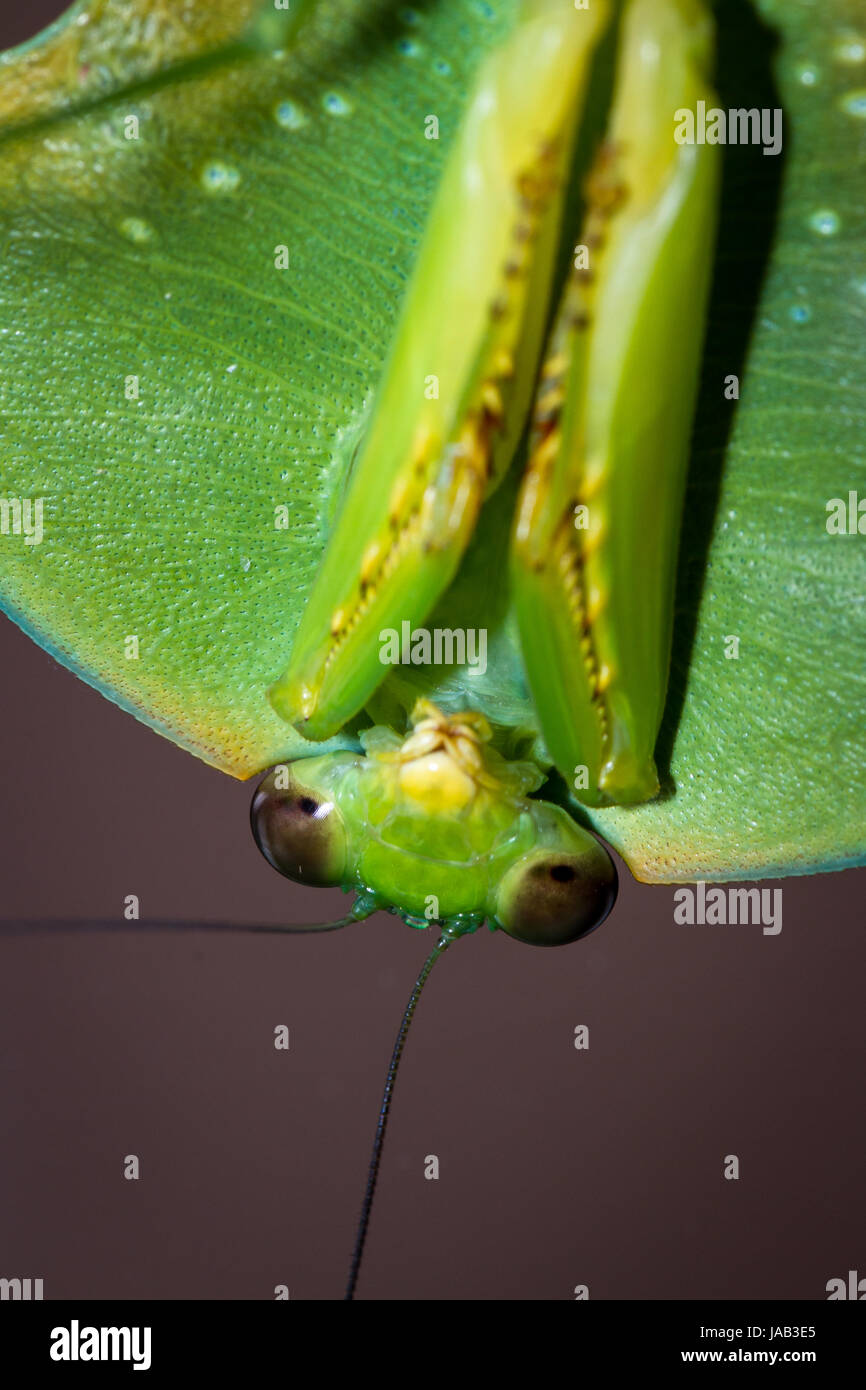 close up of a hooded mantis thru a glass window with the darkness of ...