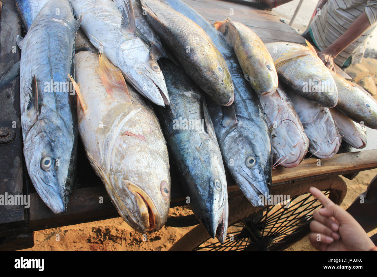 Sea fish. Fishes are selling at market, Digha, west Bengal in India ...