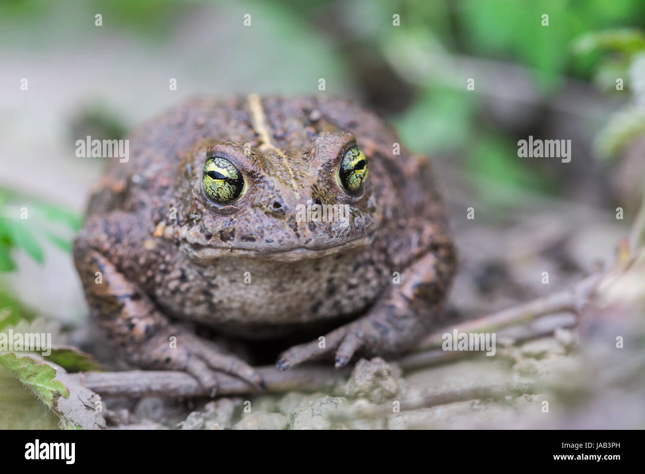 Calamite High Resolution Stock Photography and Images - Alamy