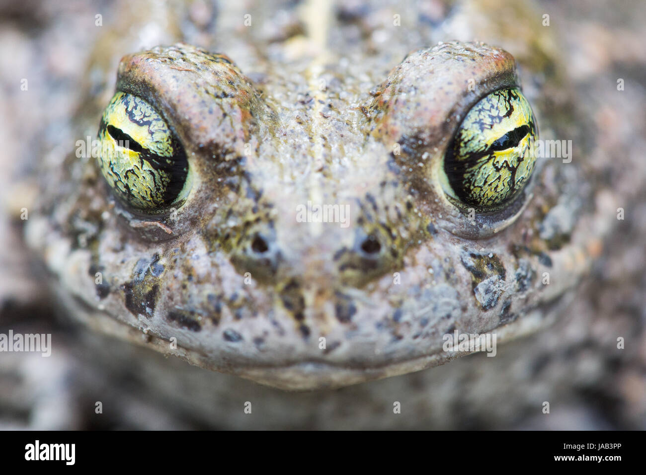 Calamite High Resolution Stock Photography and Images - Alamy