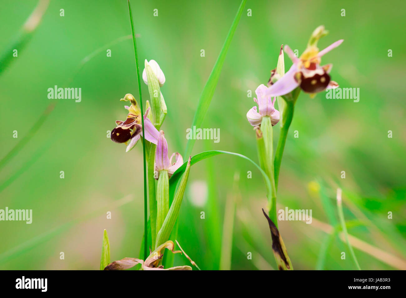 France wild orchids hi-res stock photography and images - Alamy