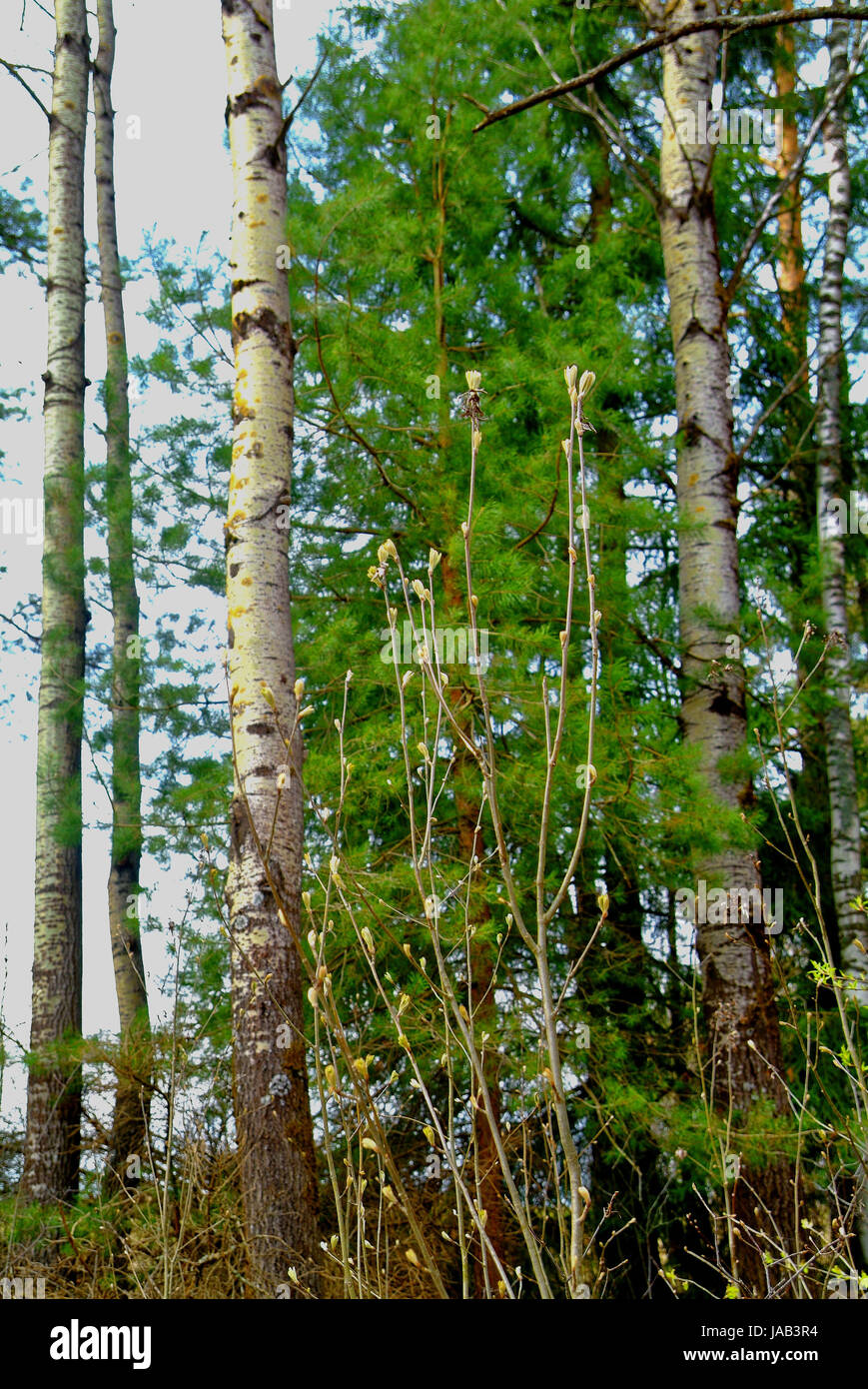 trees in spring forest in Russia Stock Photo - Alamy