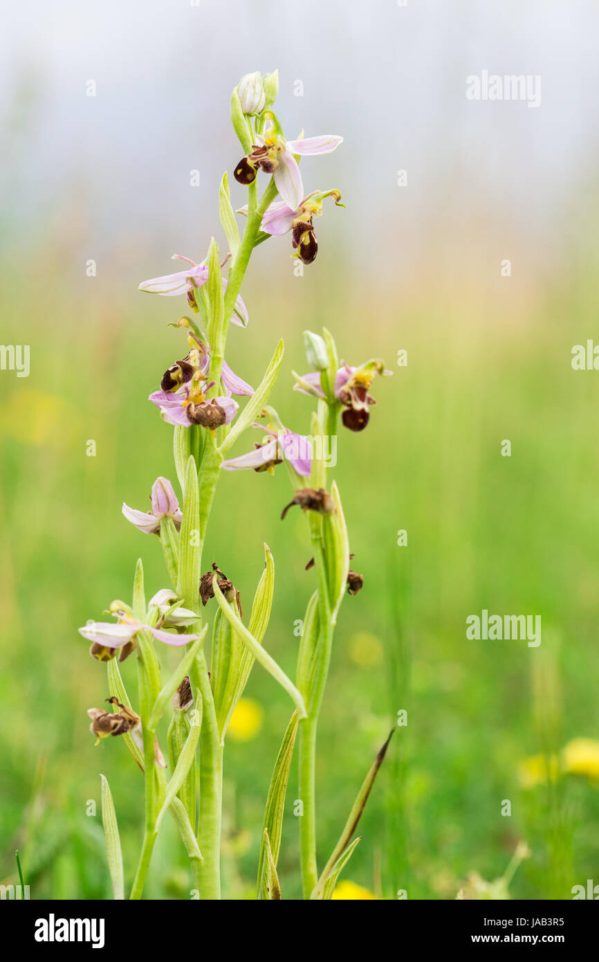 Ophrys genus hi-res stock photography and images - Alamy