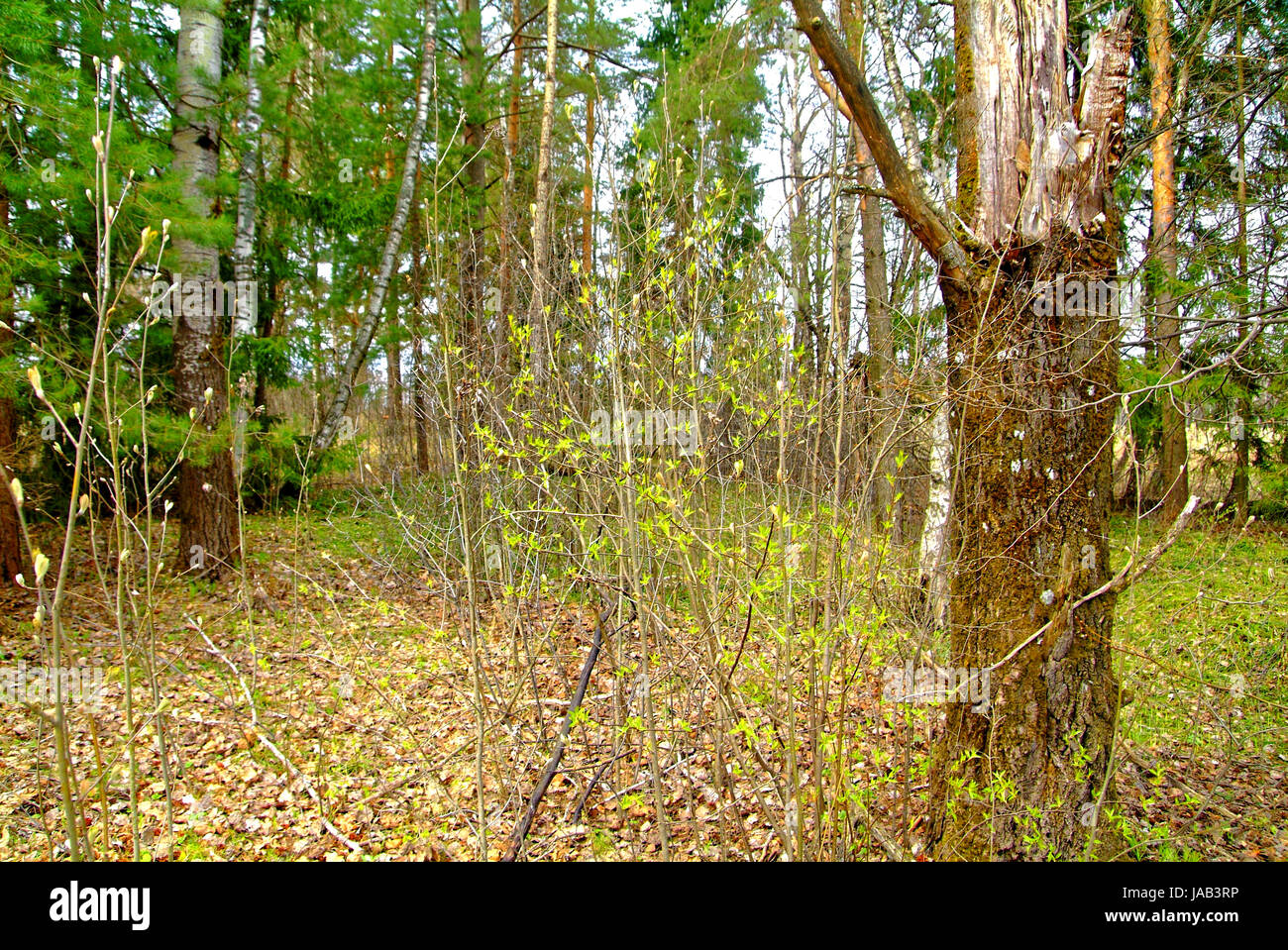trees in spring forest in Russia Stock Photo - Alamy