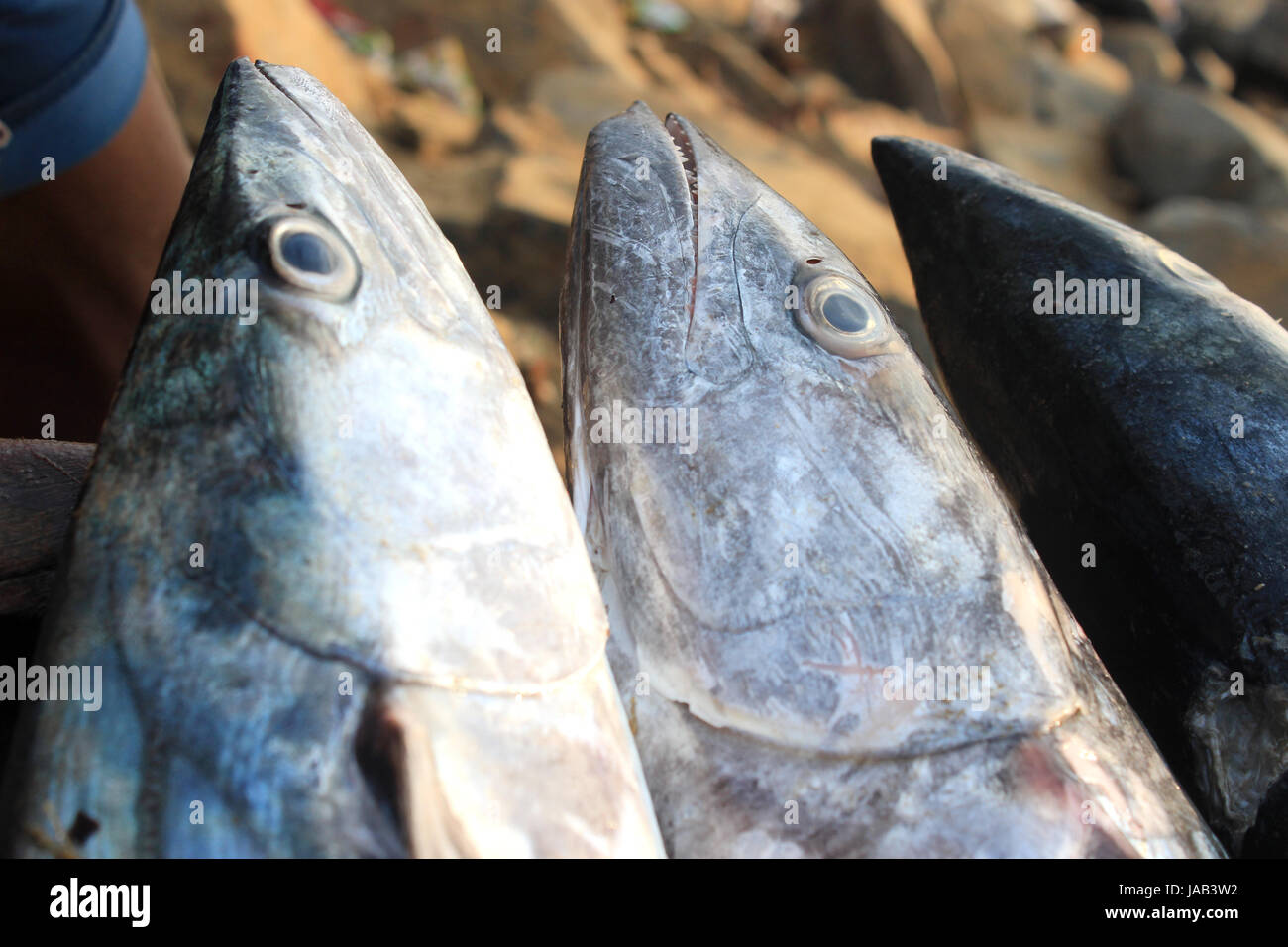 Sea fish. Fishes are selling at market, Digha, west Bengal in India ...
