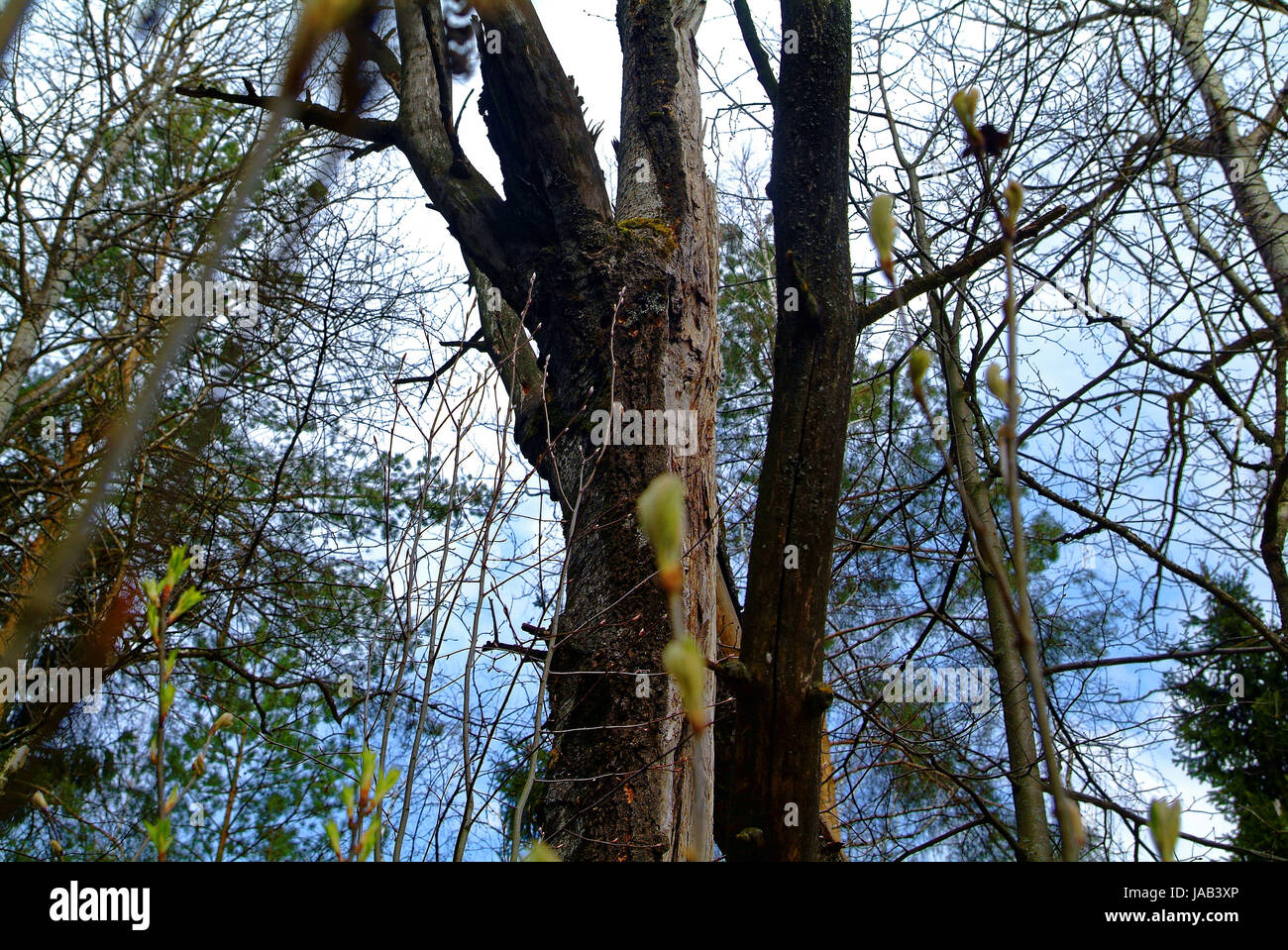 trees in spring forest in Russia Stock Photo - Alamy