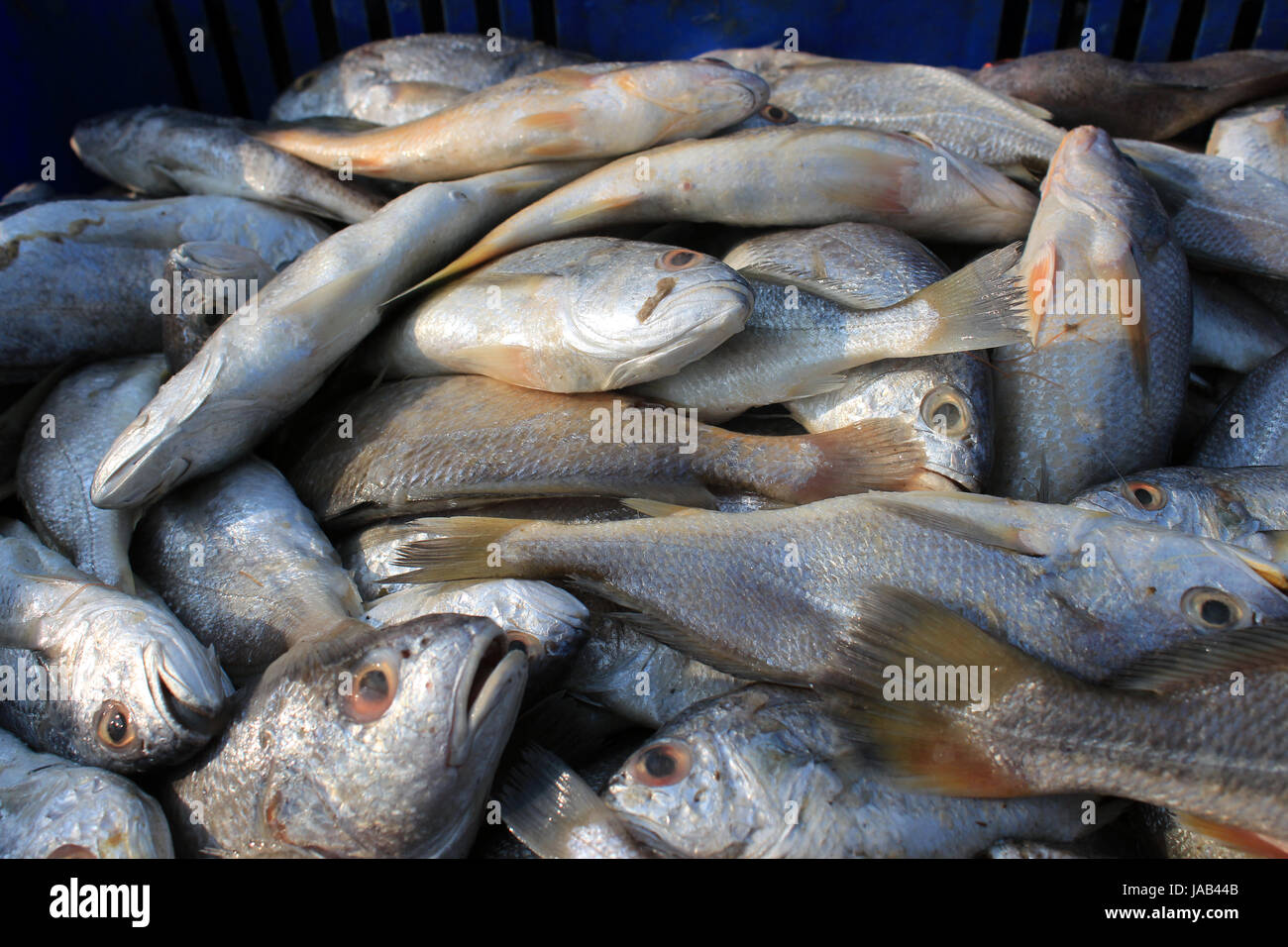 Digha west bengal hi-res stock photography and images - Alamy