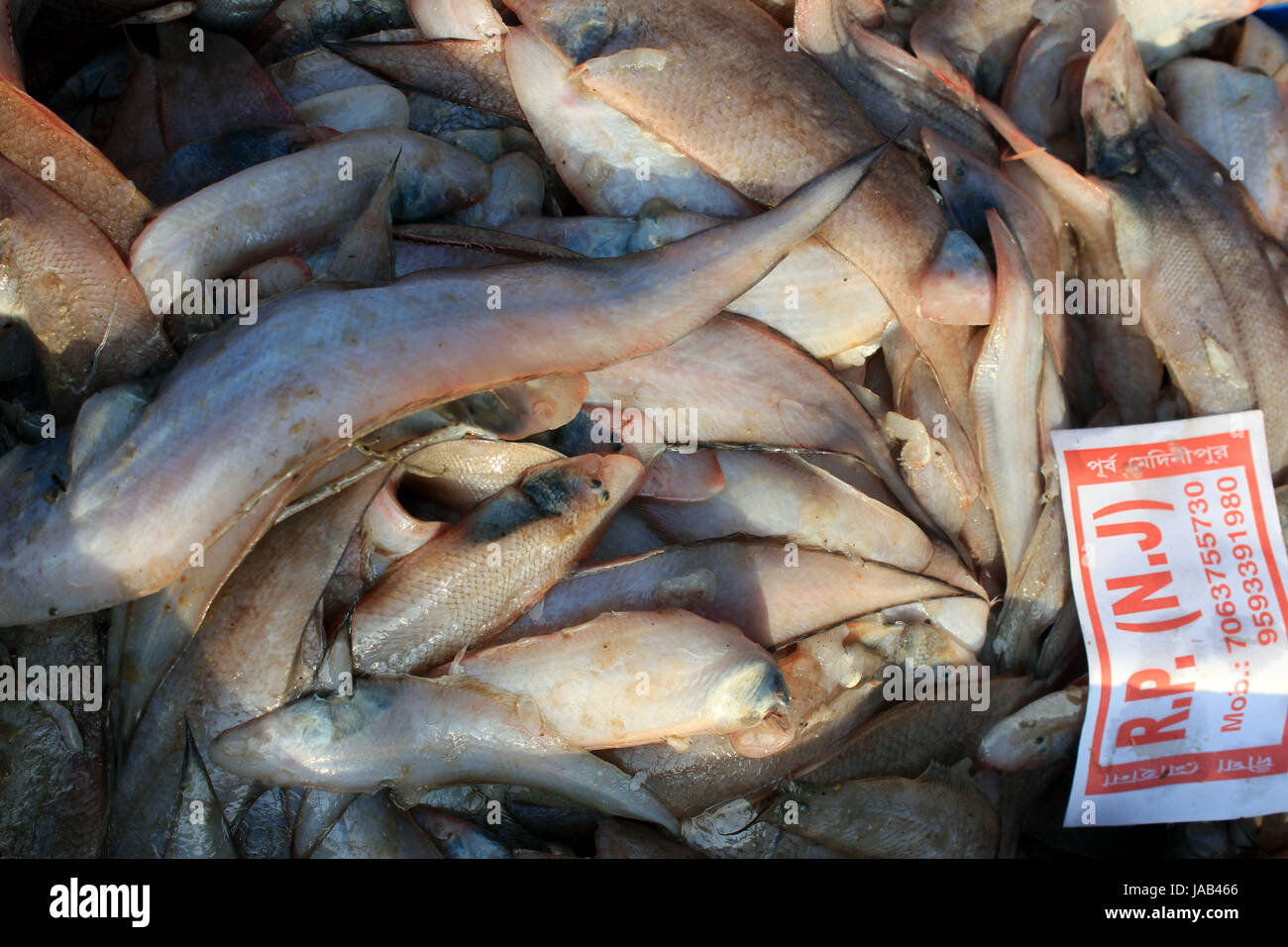 Fish at market. Crowded fish on fish market Stock Photo - Alamy