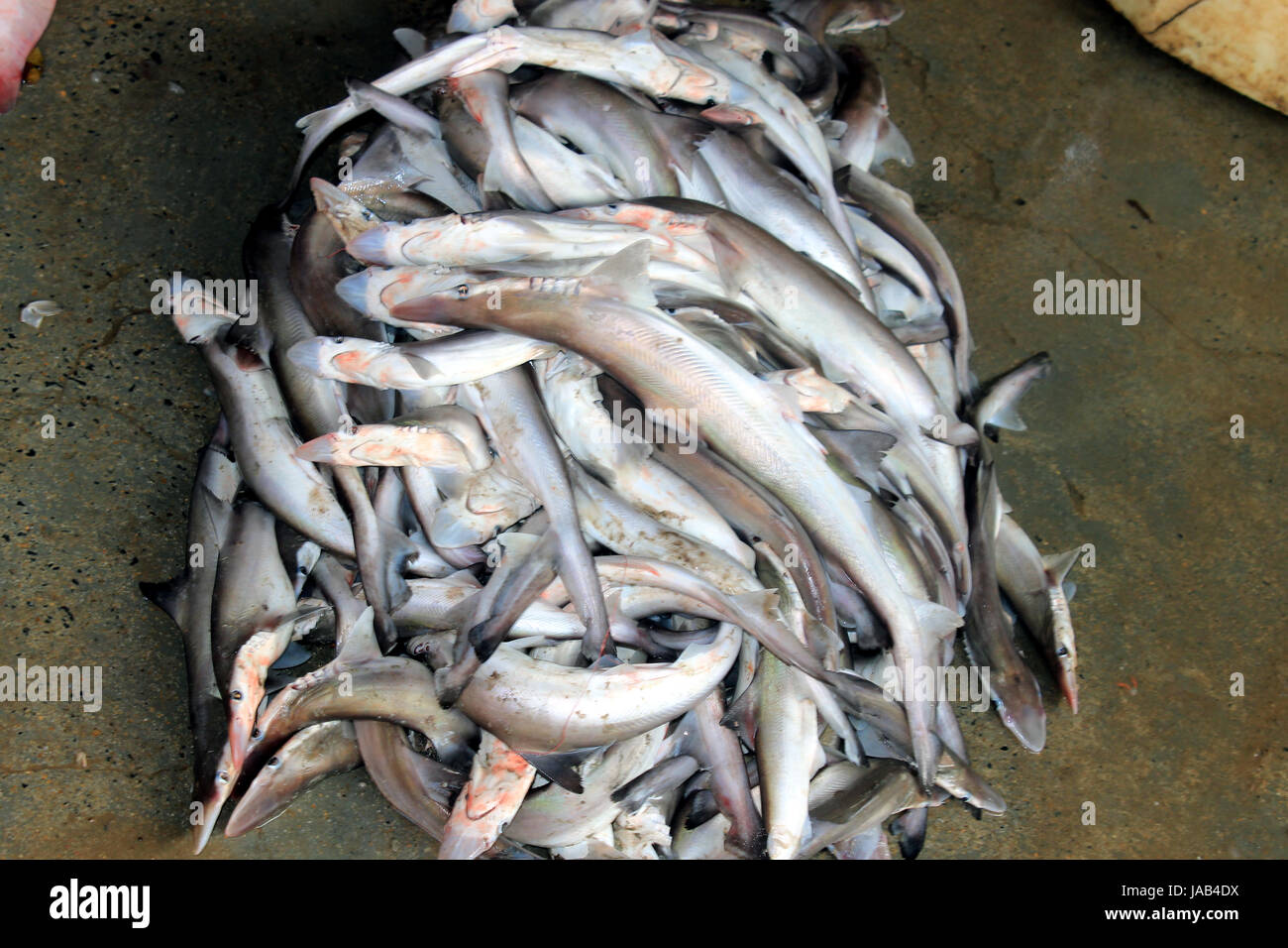 Sea fish. Fishes are selling at market, Digha, west Bengal in India ...