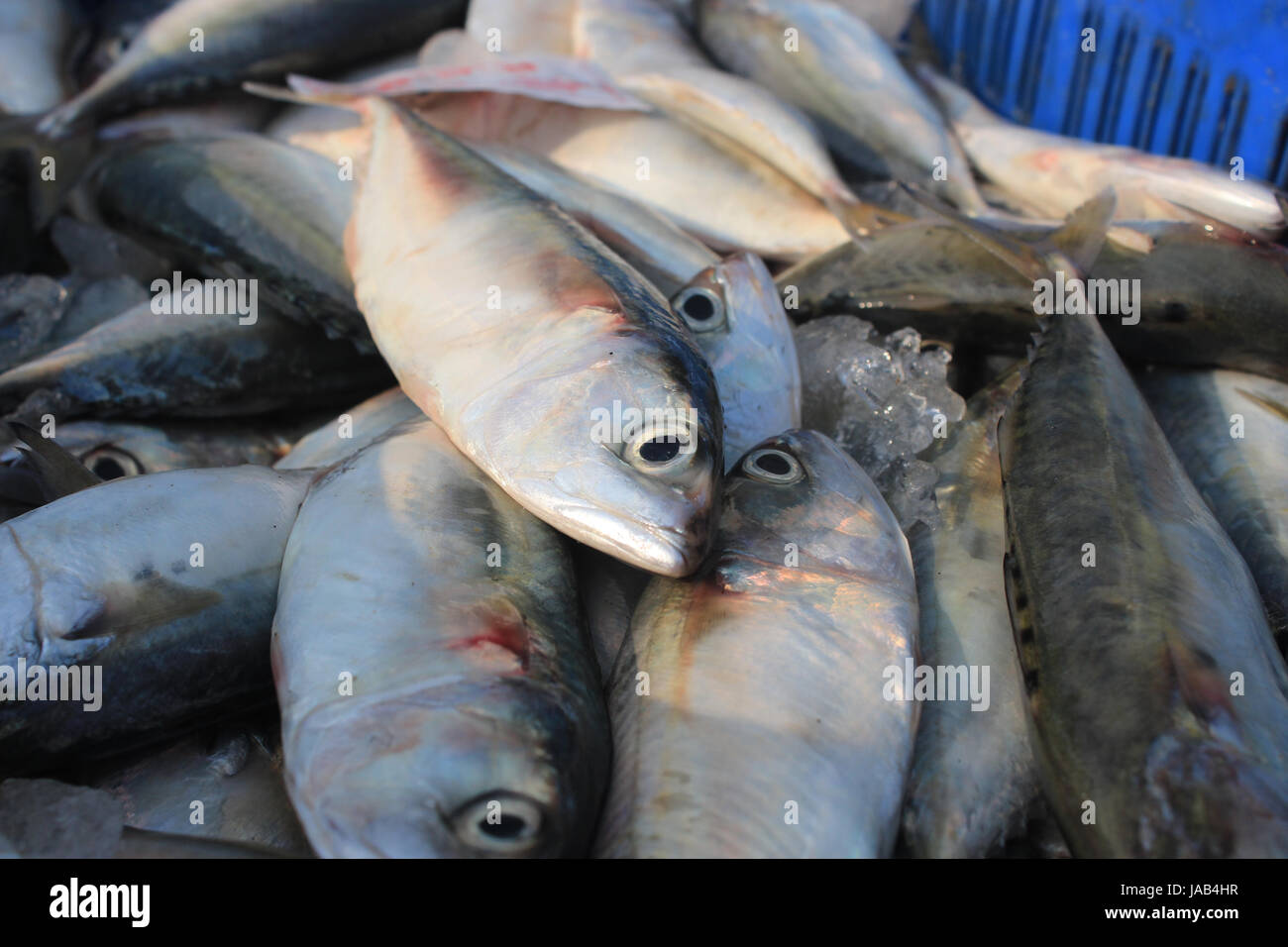 Sea fish. Fishes are selling at market, Digha, west Bengal in India ...