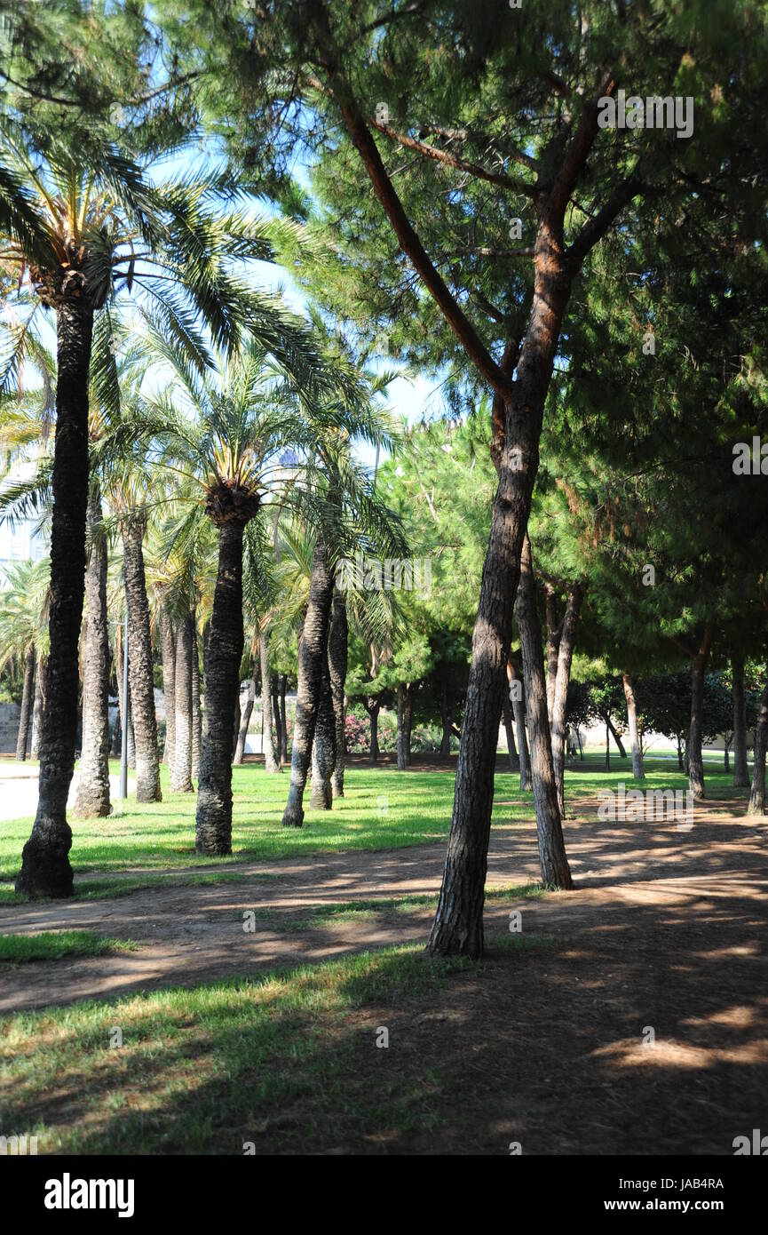 tree, trees, green, spain, lawn, tree, trees, green, spain, blossoms ...