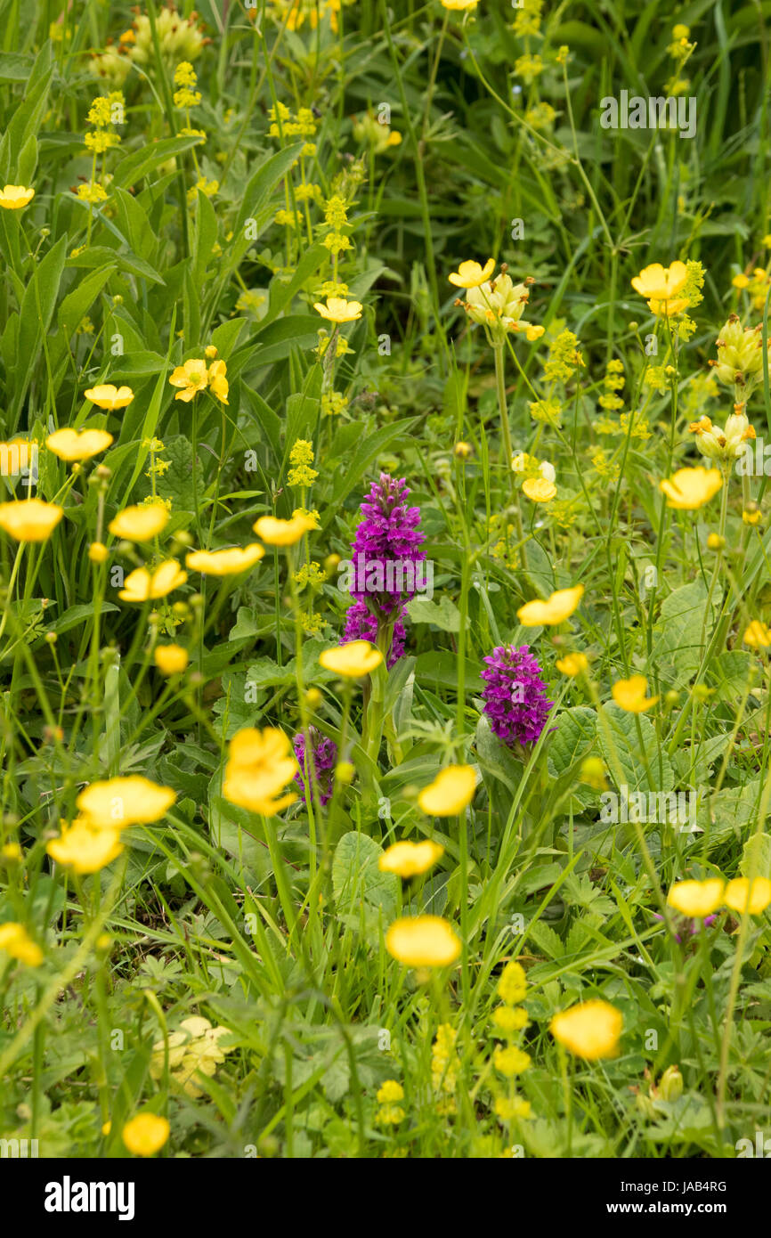 Northern Marsh Orchids High Resolution Stock Photography and Images - Alamy