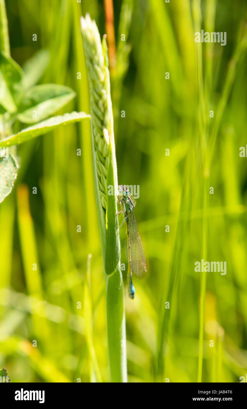 English damselfly hi-res stock photography and images - Alamy