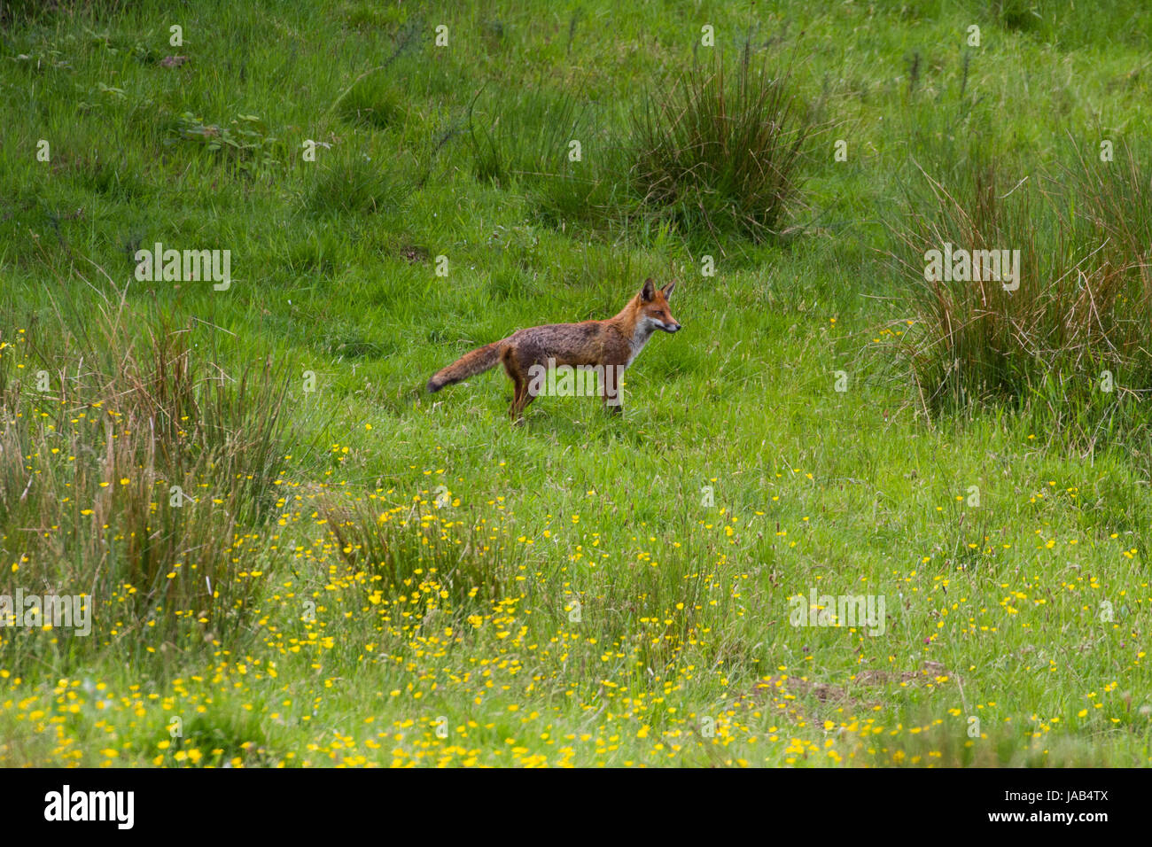 Fox in the meadow Stock Photo - Alamy