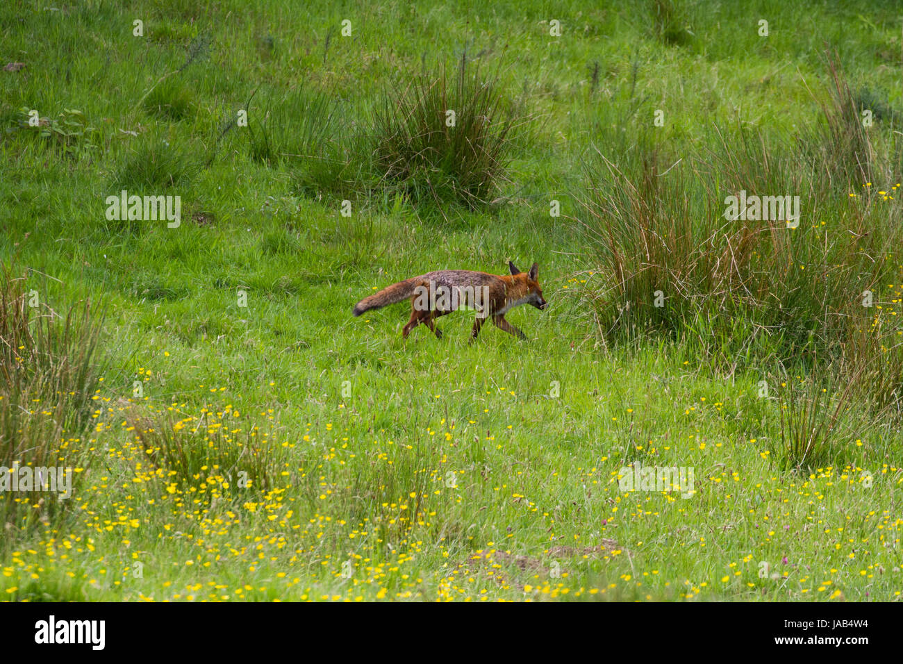 Fox in the meadow Stock Photo - Alamy