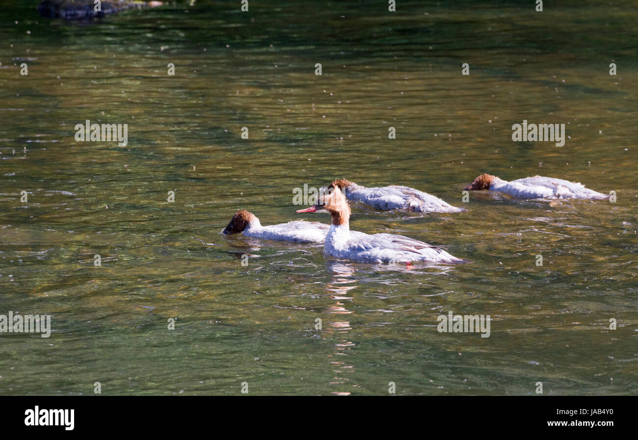 Goosanders hi-res stock photography and images - Alamy