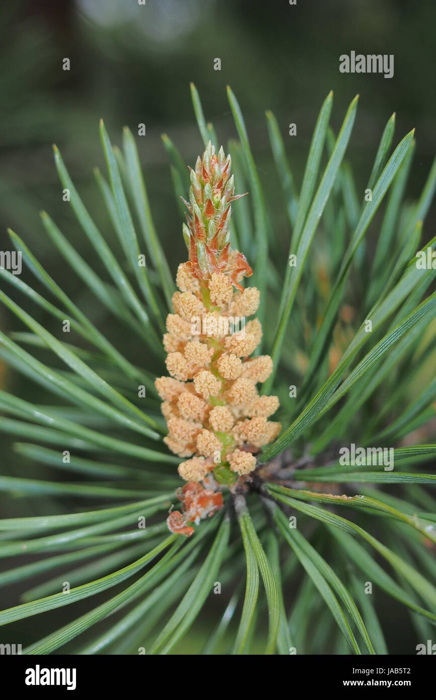 Young pine cones in the spring. Breeding cycles of pine. Macro Stock ...