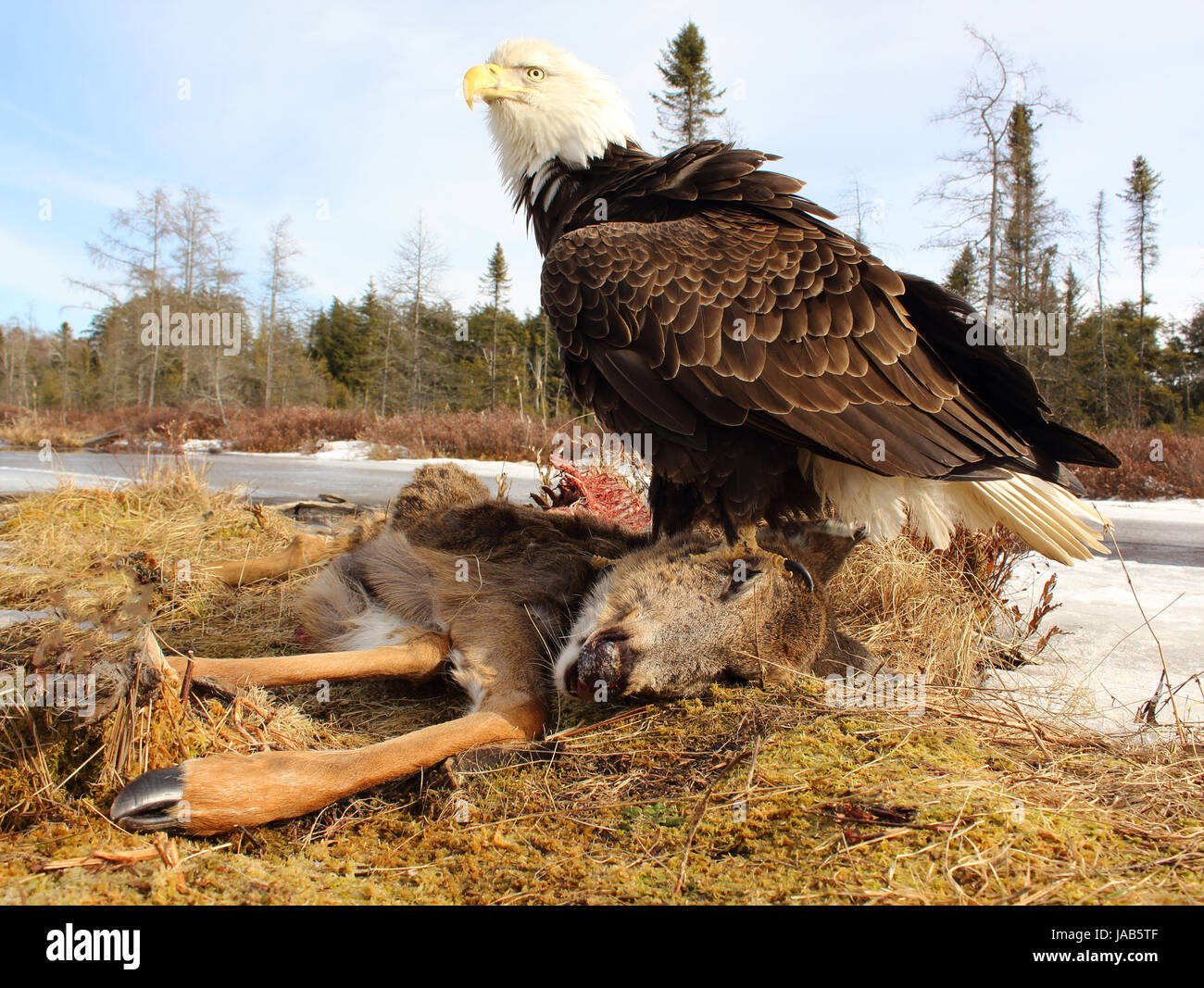 Female bald eagle hi-res stock photography and images - Alamy
