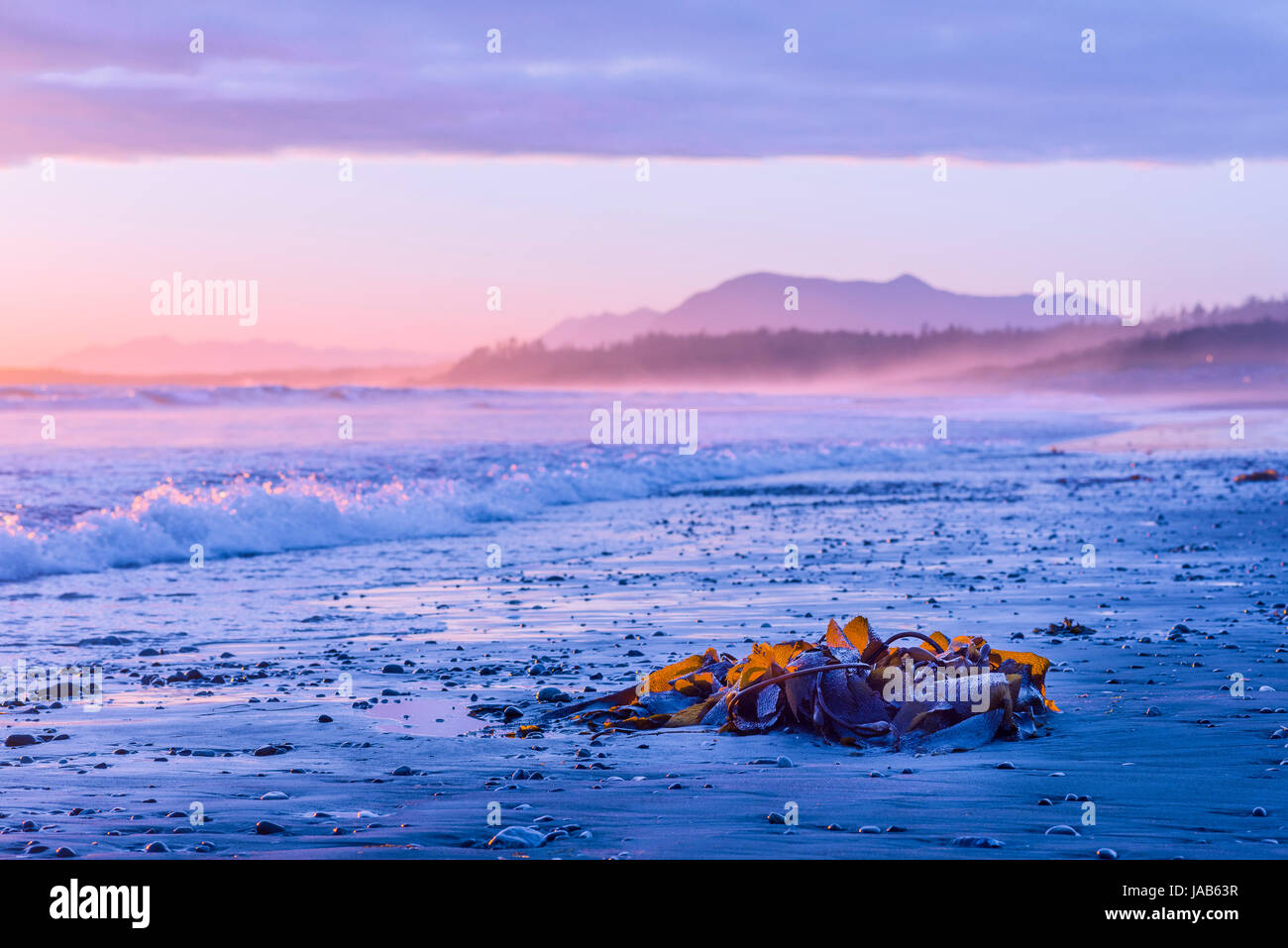 Macrocystis pyrifera, giant bladder kelp, Long Beach, Pacific Rim ...