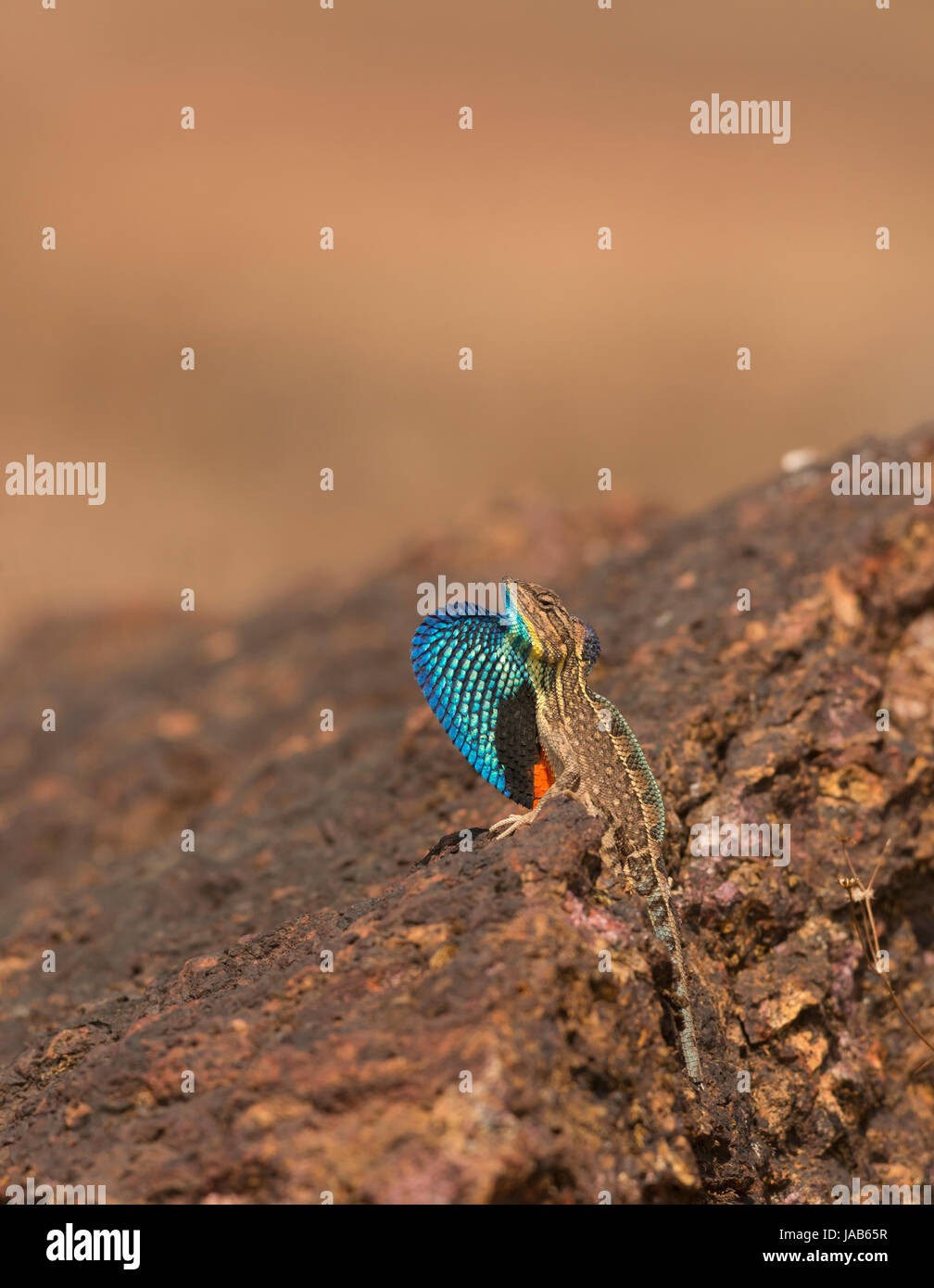 Fan throated lizard hi-res stock photography and images - Alamy