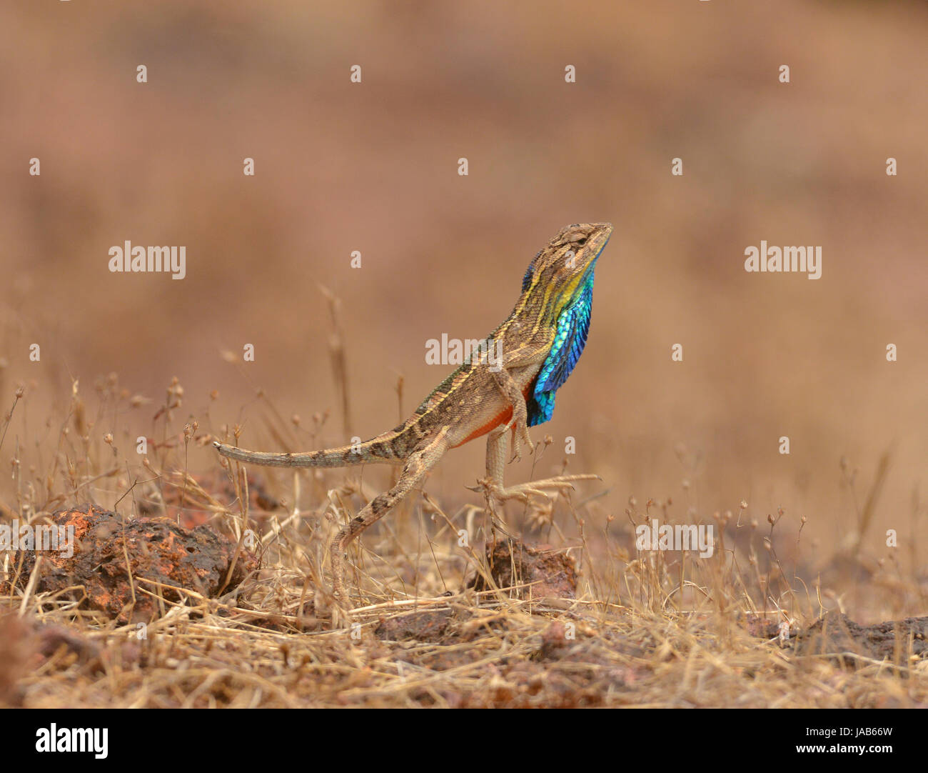 Fan throated lizard hi-res stock photography and images - Alamy