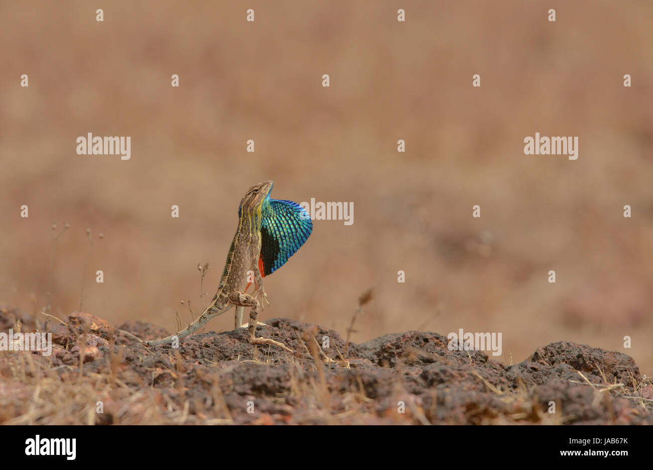 Fan throated lizard hi-res stock photography and images - Alamy