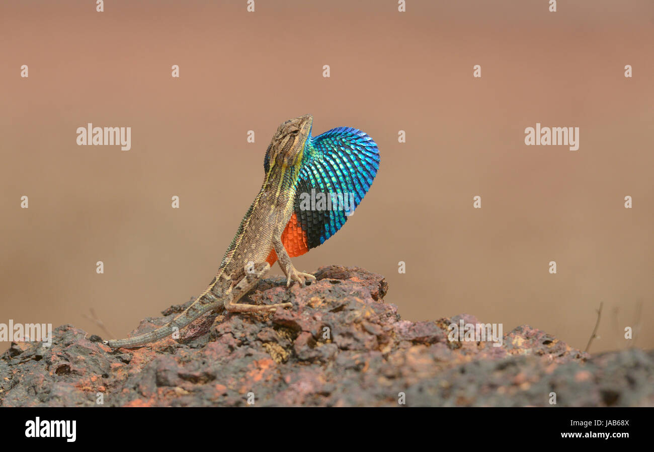 Fan throated lizard hi-res stock photography and images - Alamy